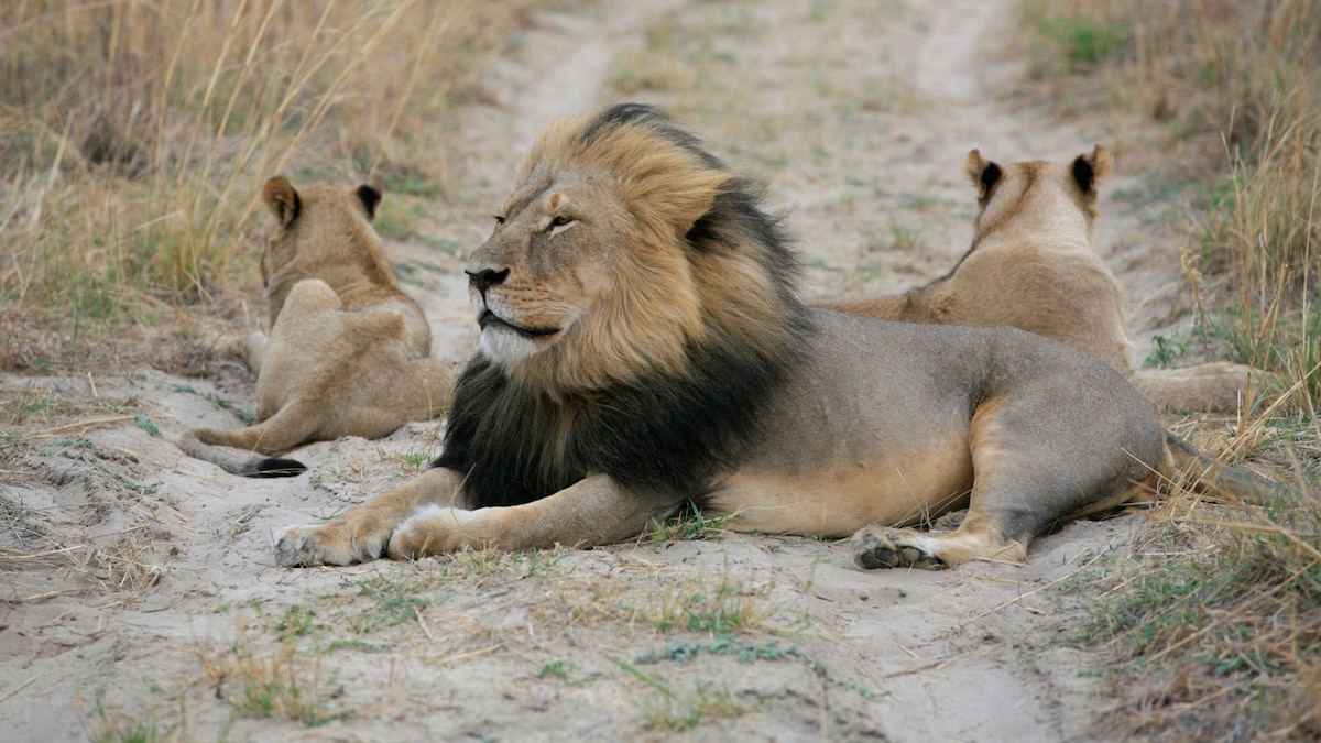 Cecil the Lion’s Final Hours Revealed by Oxford Scientist in New Book ...