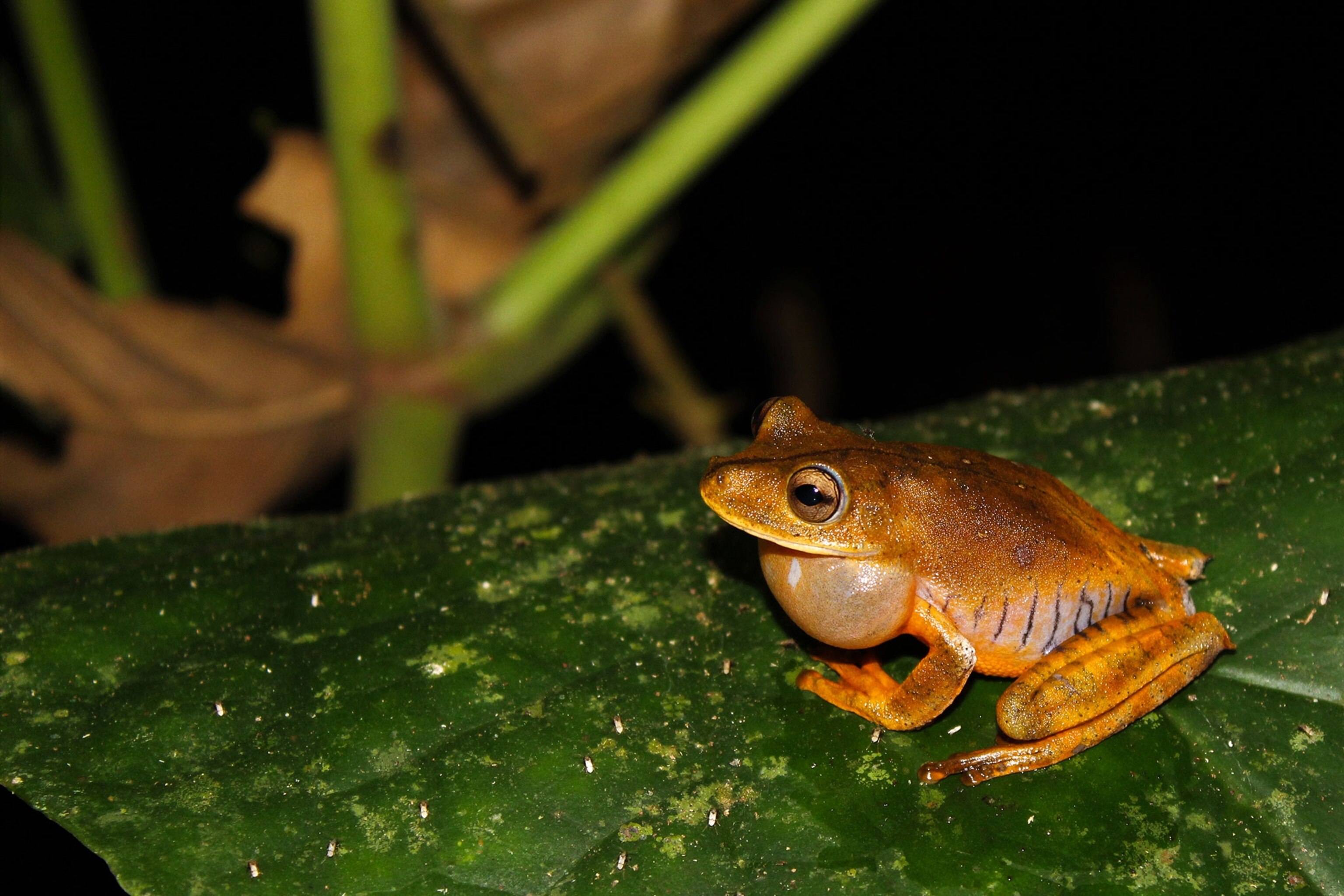 New Brazilian Frog Species Named After Fabled Female Warriors