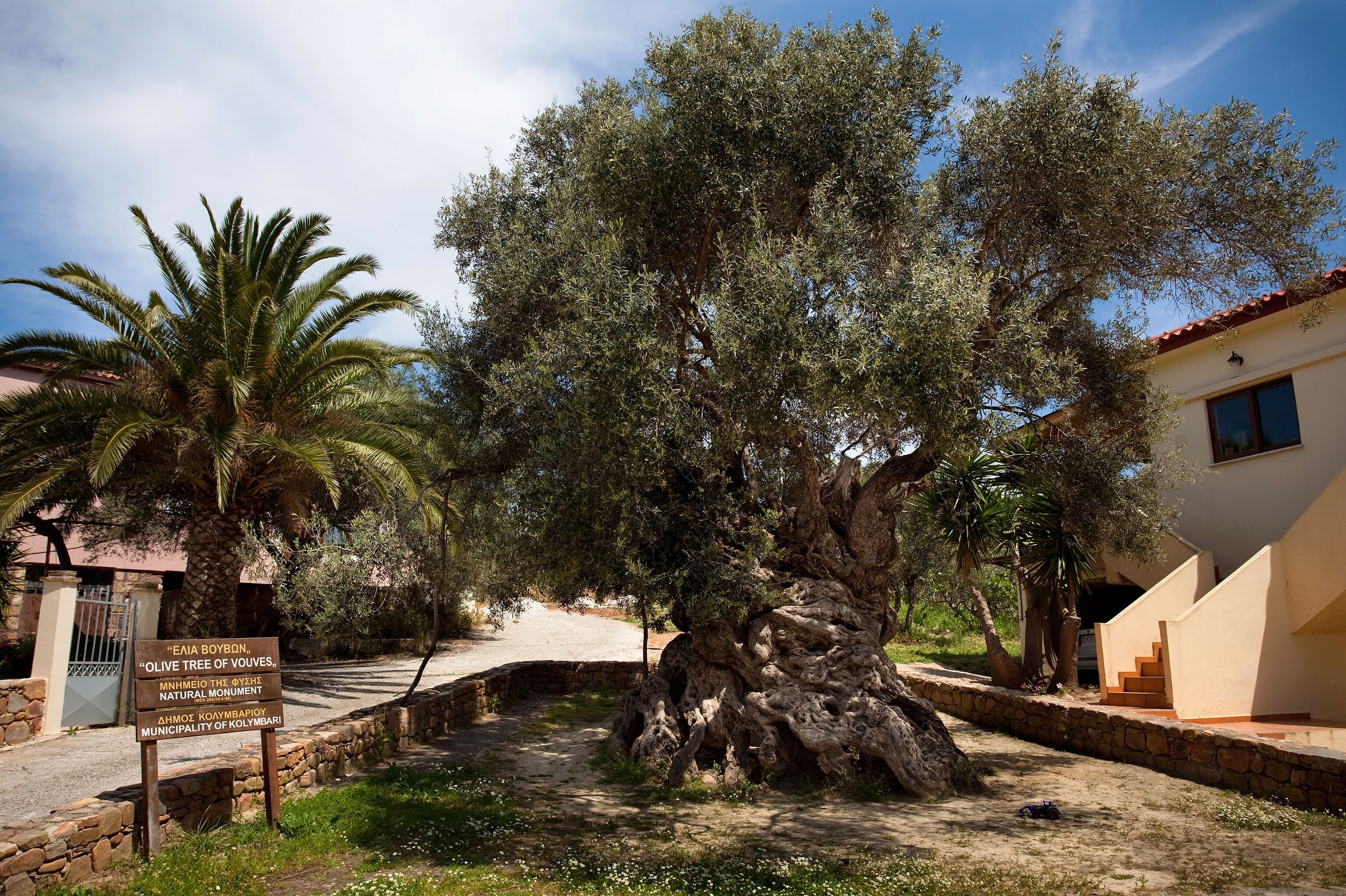 Iconic trees around the world