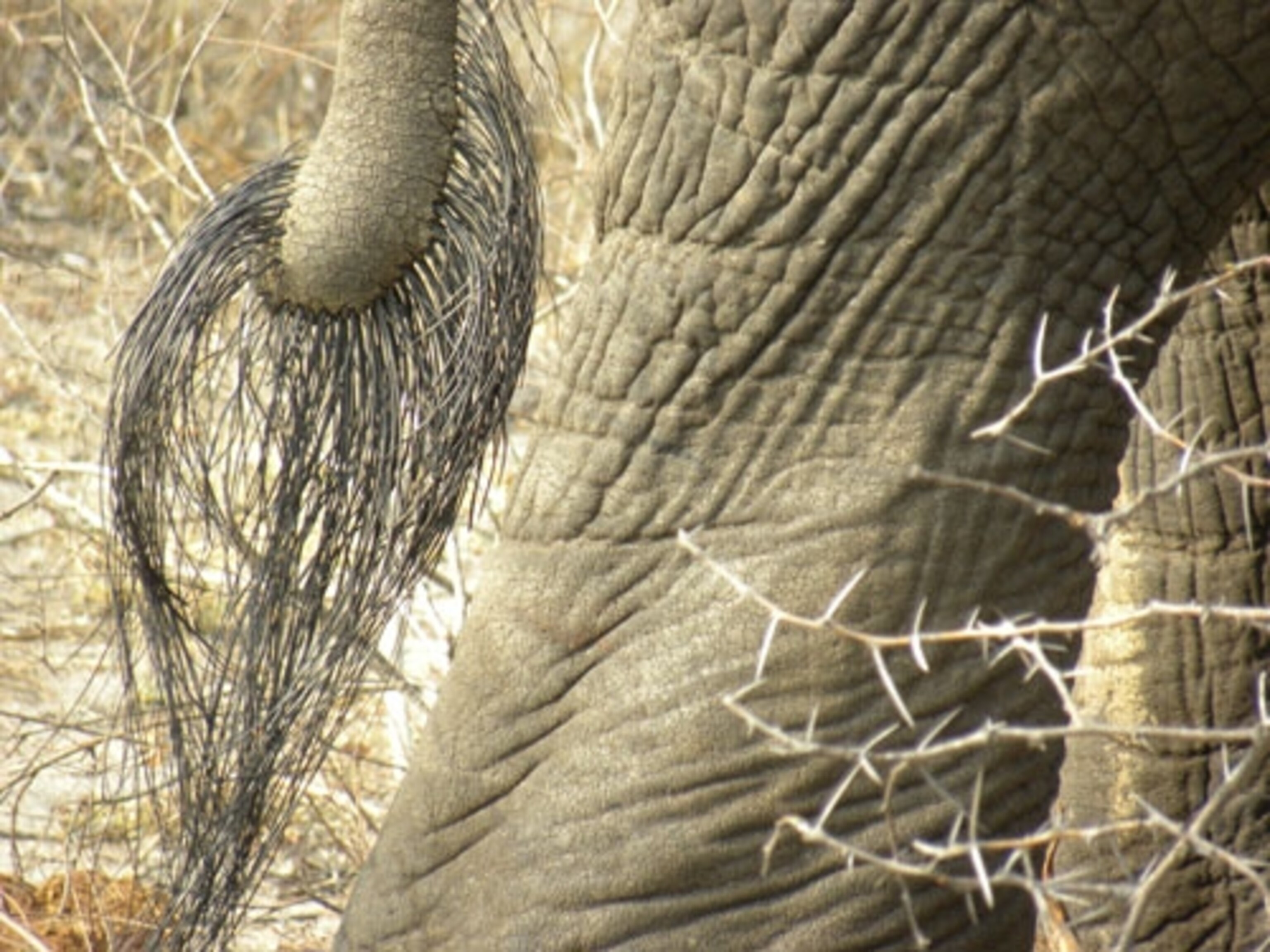South African wildlife – Elephant encounter | National Geographic