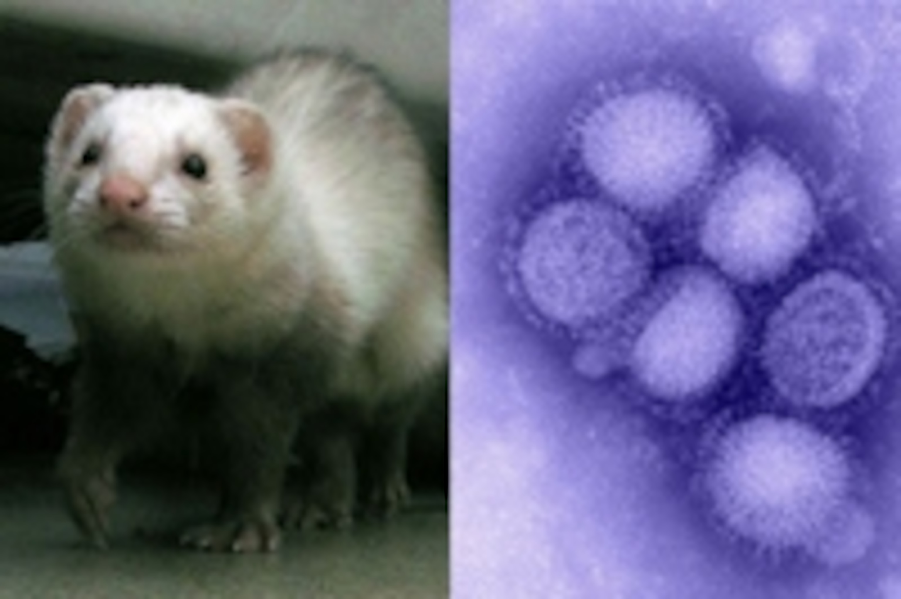 Ferreting out swine flu – virus causes slightly more severe disease ...