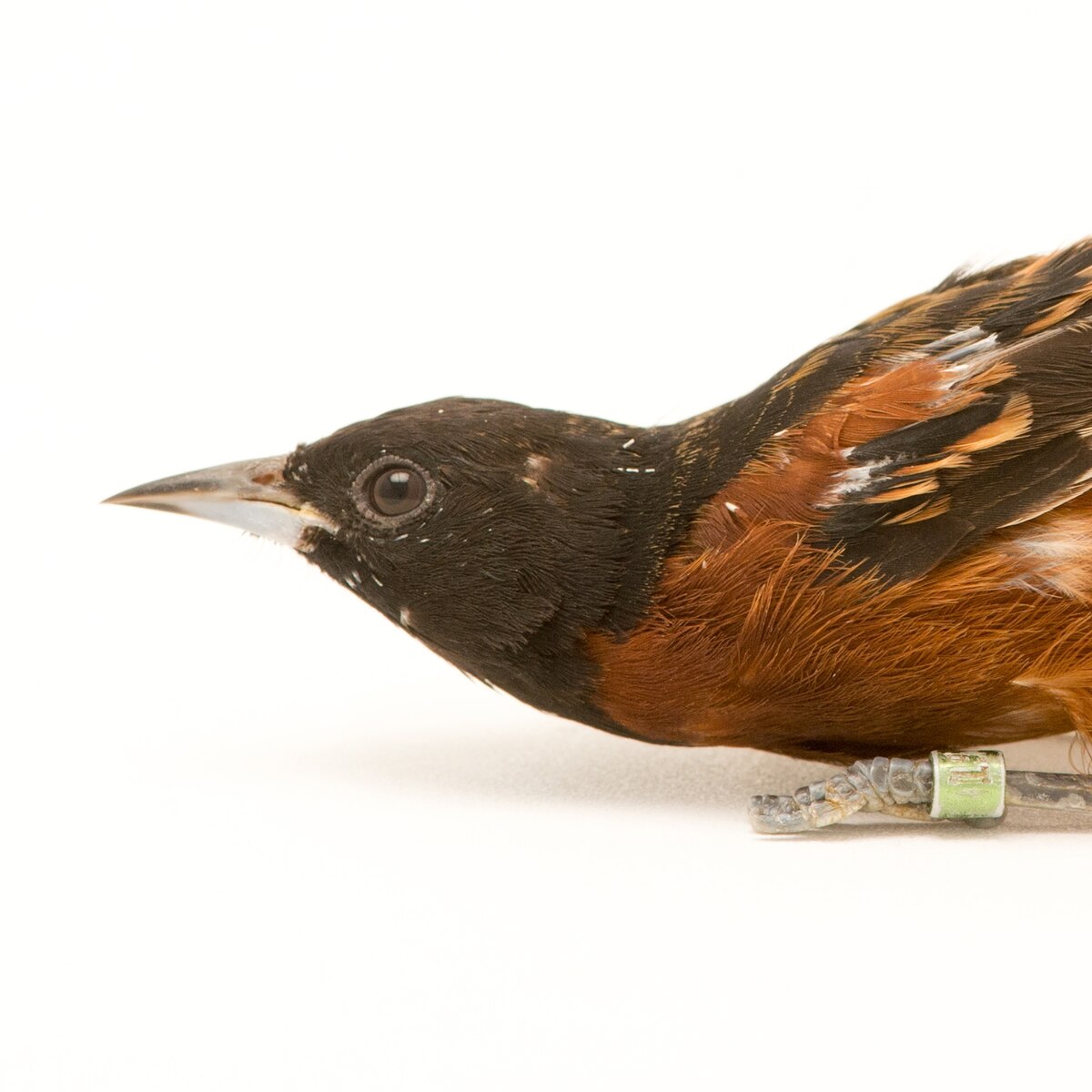 Orchard Oriole | National Geographic