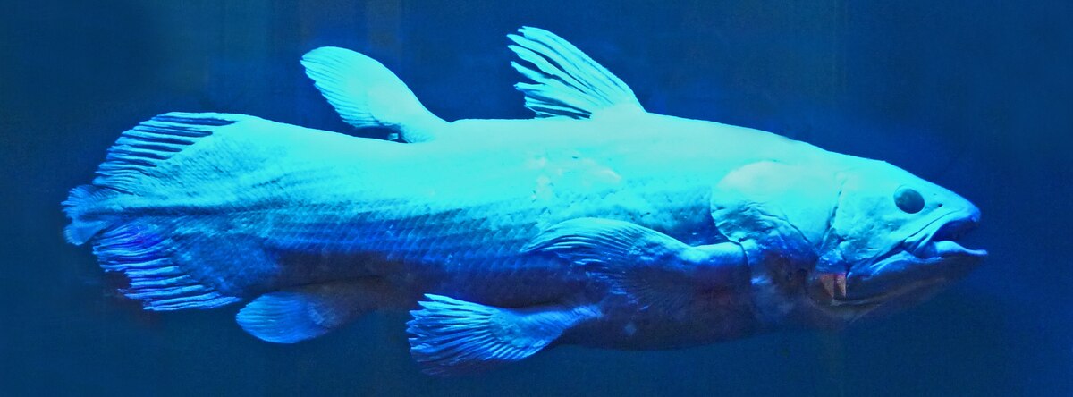 A most amazing fish: Join our Google Hangout about coelacanths on Thursday