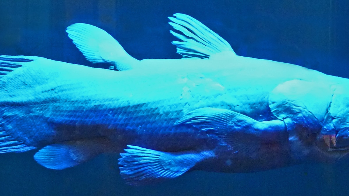 A most amazing fish: Join our Google Hangout about coelacanths on ...