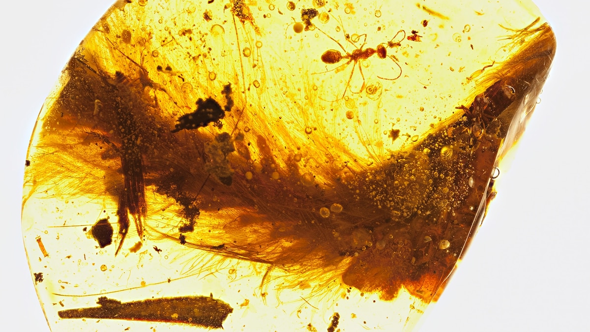 First Dinosaur Tail Found Preserved in Amber | National Geographic
