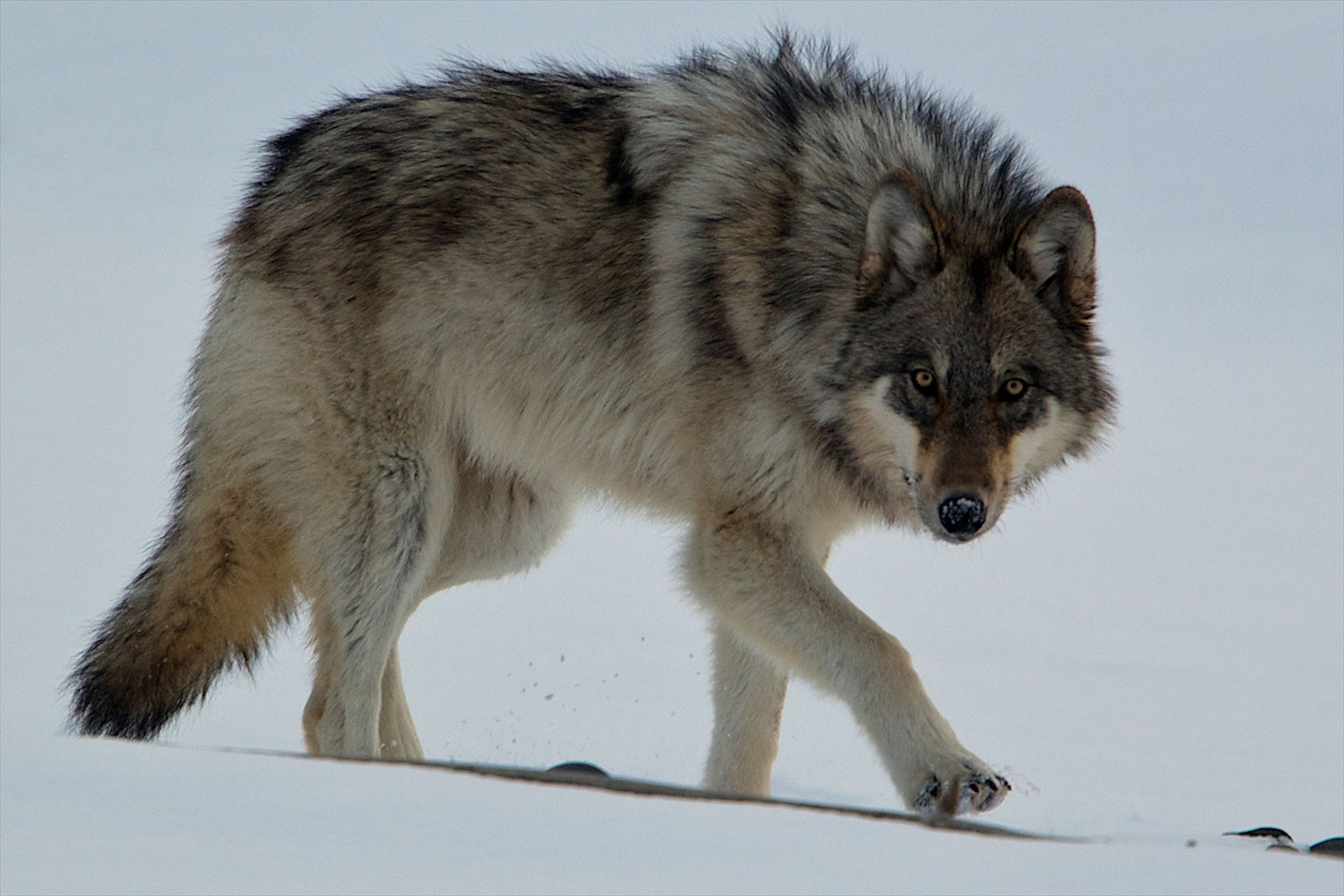 The 'Most Famous Wolf in the World' Lived Hard—and Died Tragically