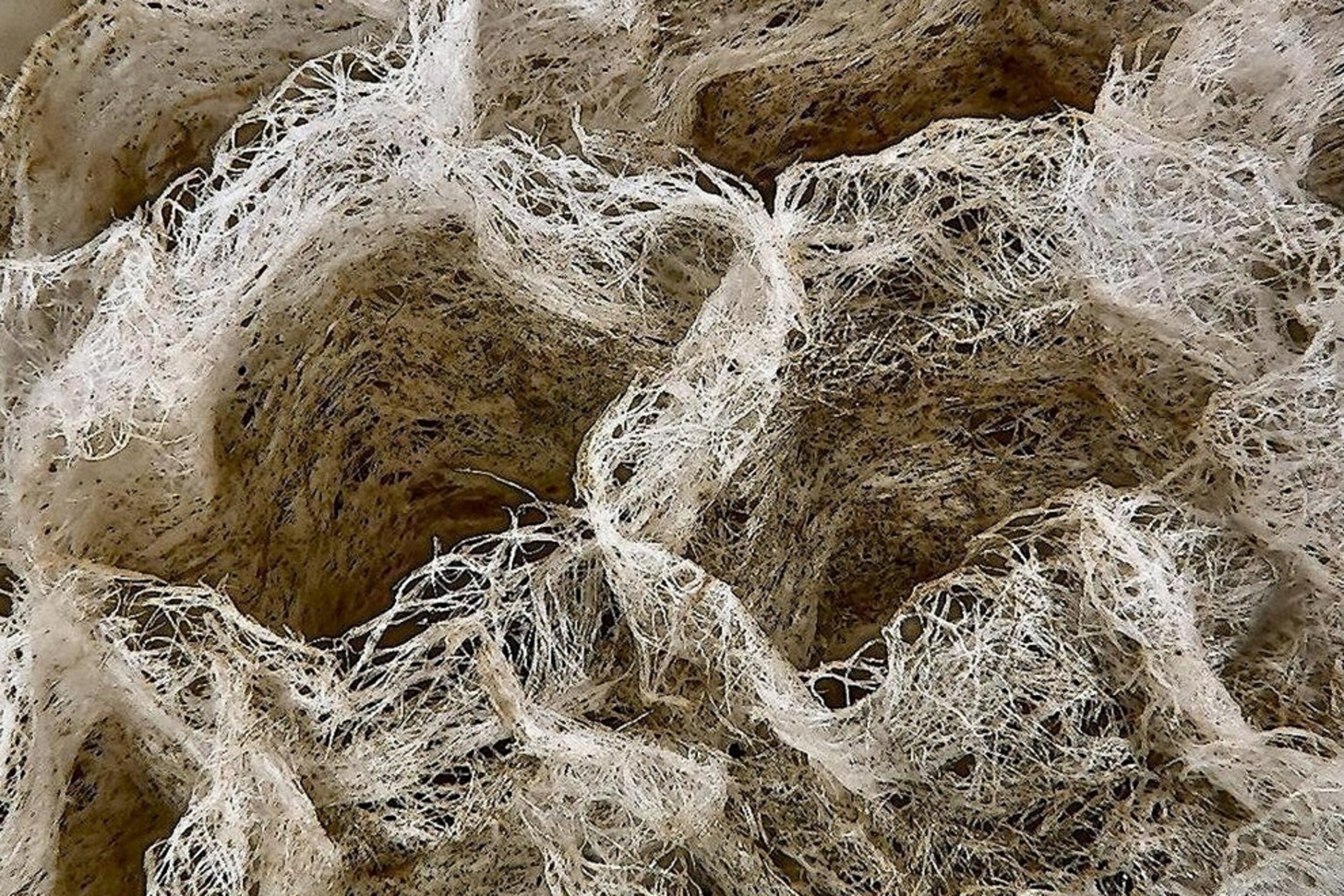 Pictures: Best Micro-Photos of 2010