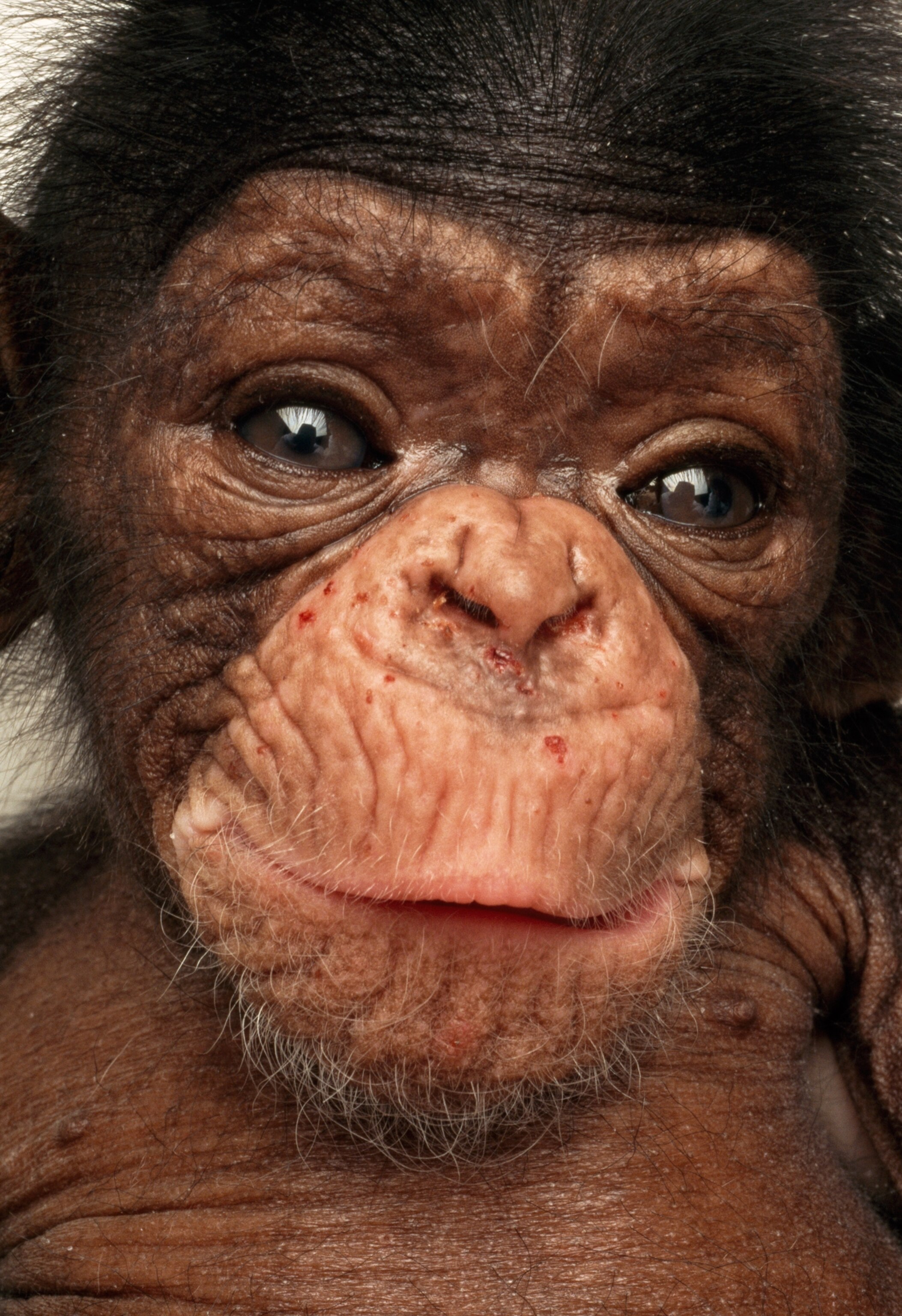 Chimpanzees Will Be Used Less in U.S. Research | National Geographic