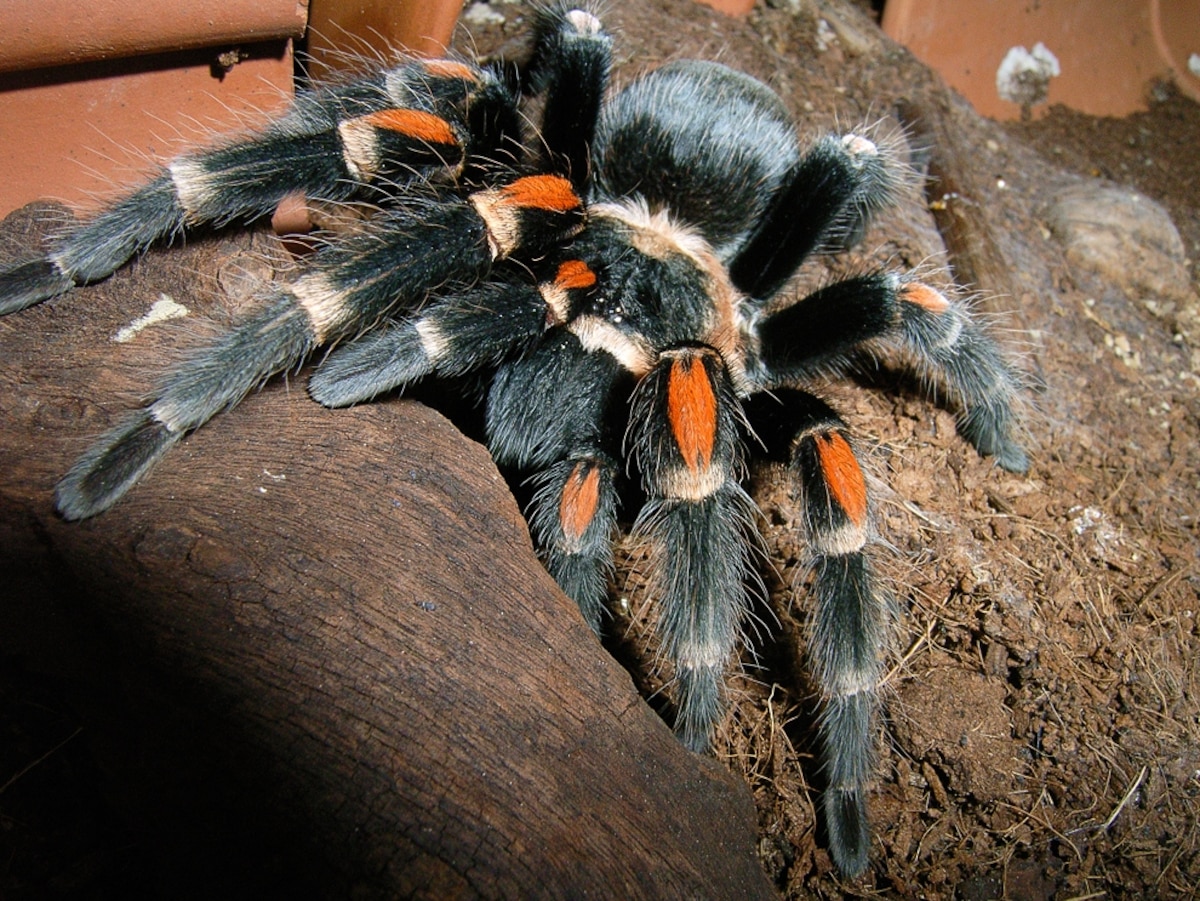 Tarantulas Shoot Silk From Feet, Spider-Man Style