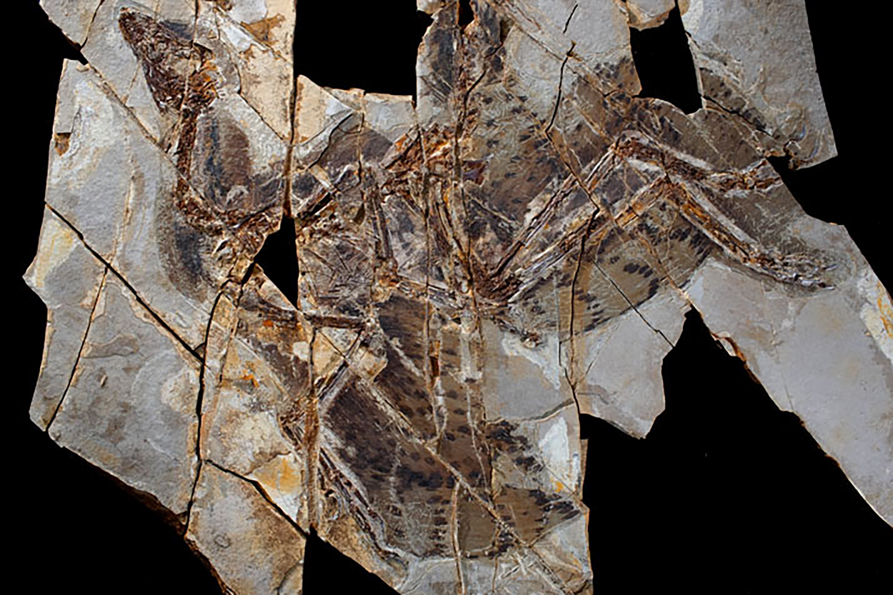 Evolution of Feathers