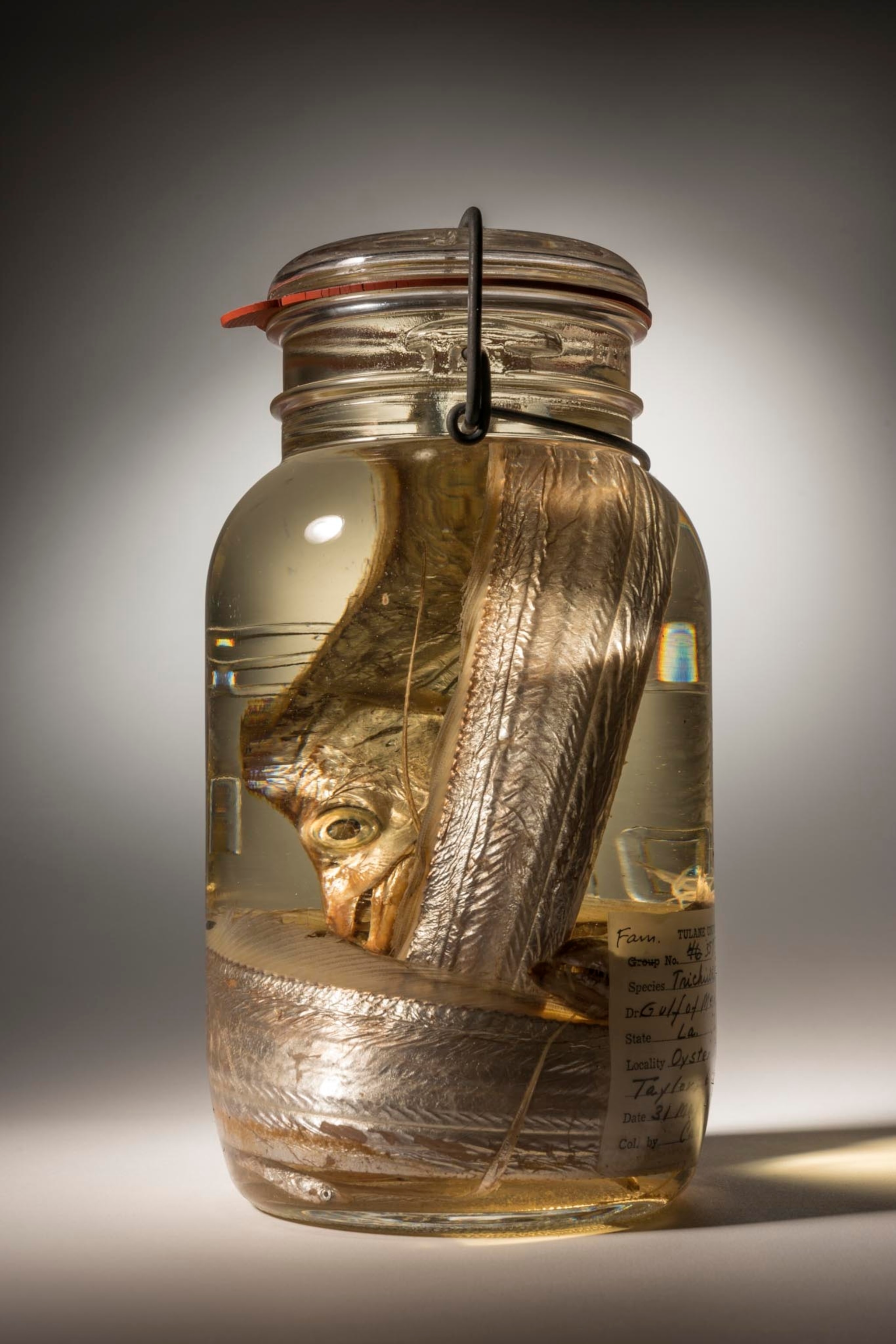 These surreal jarred fish tell an urgent story of extinction