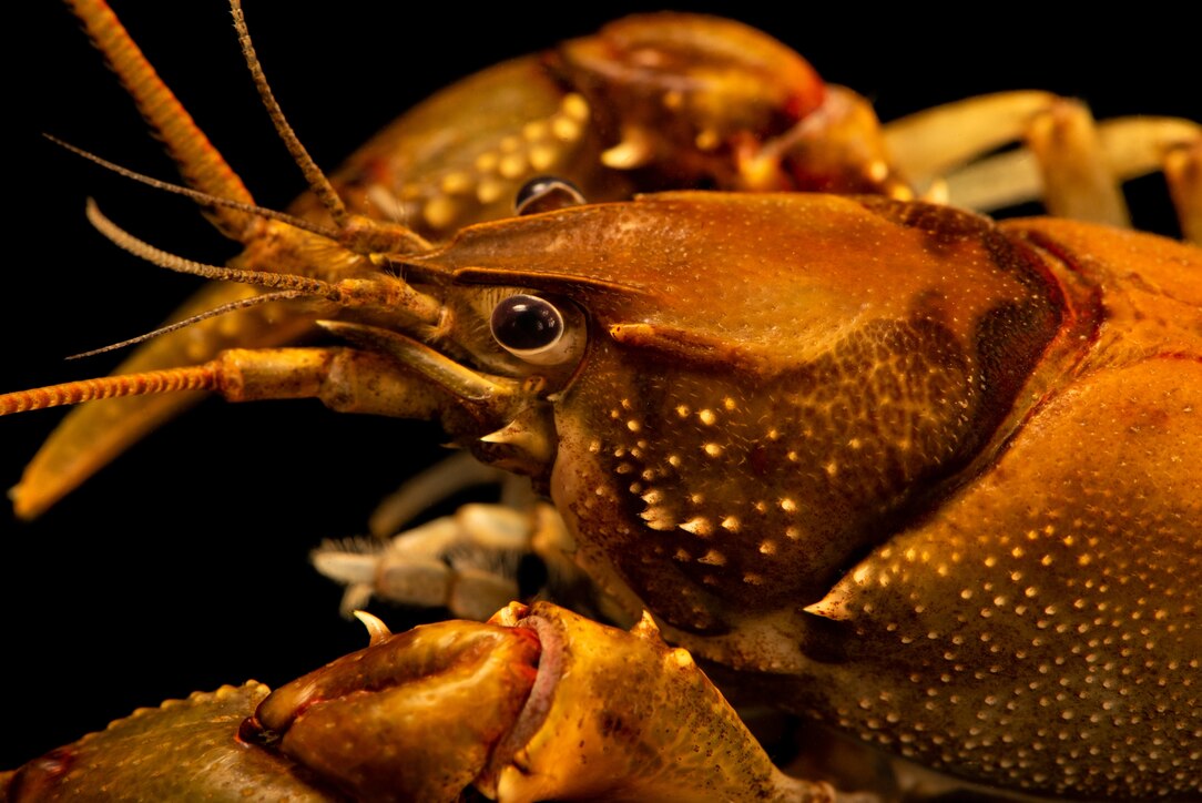 Brown Crayfish