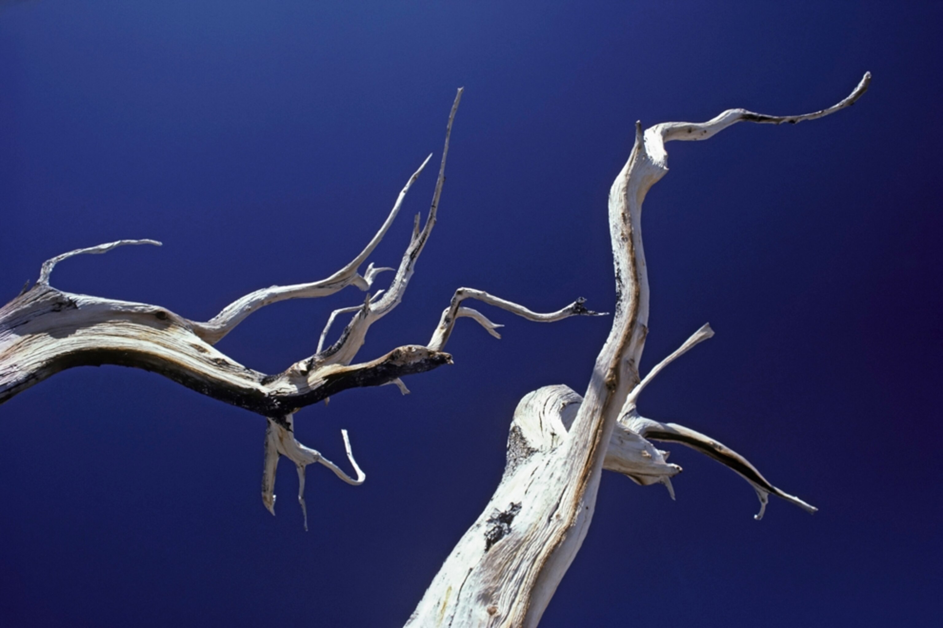 Pictures: 11 Sacred and Iconic Trees