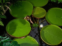 Prints Digital Prints Lily Pads Art Collectibles Etna pe