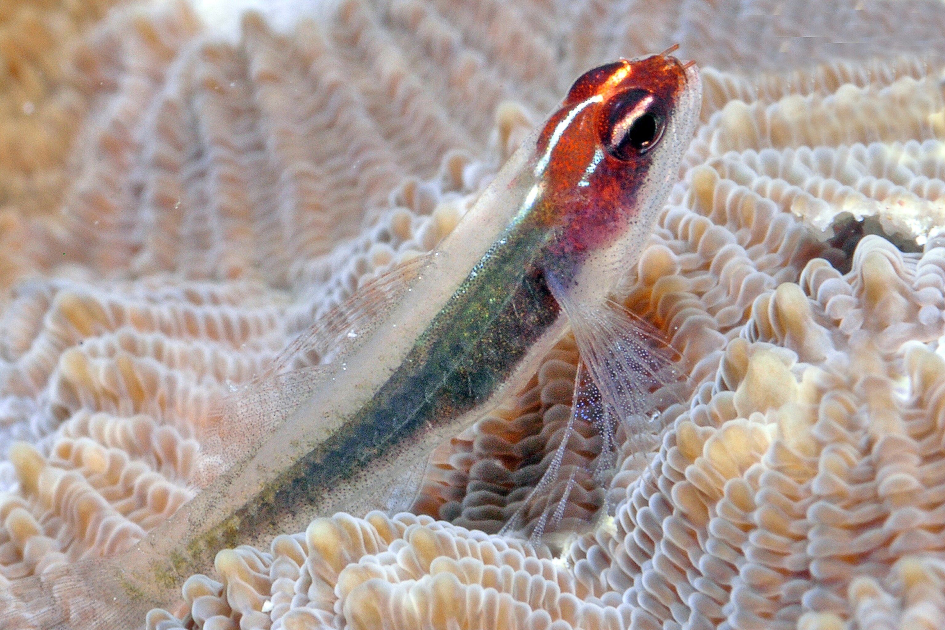 Pictures: 25 New Reef Fish Found—"Beautiful" Basslet and More