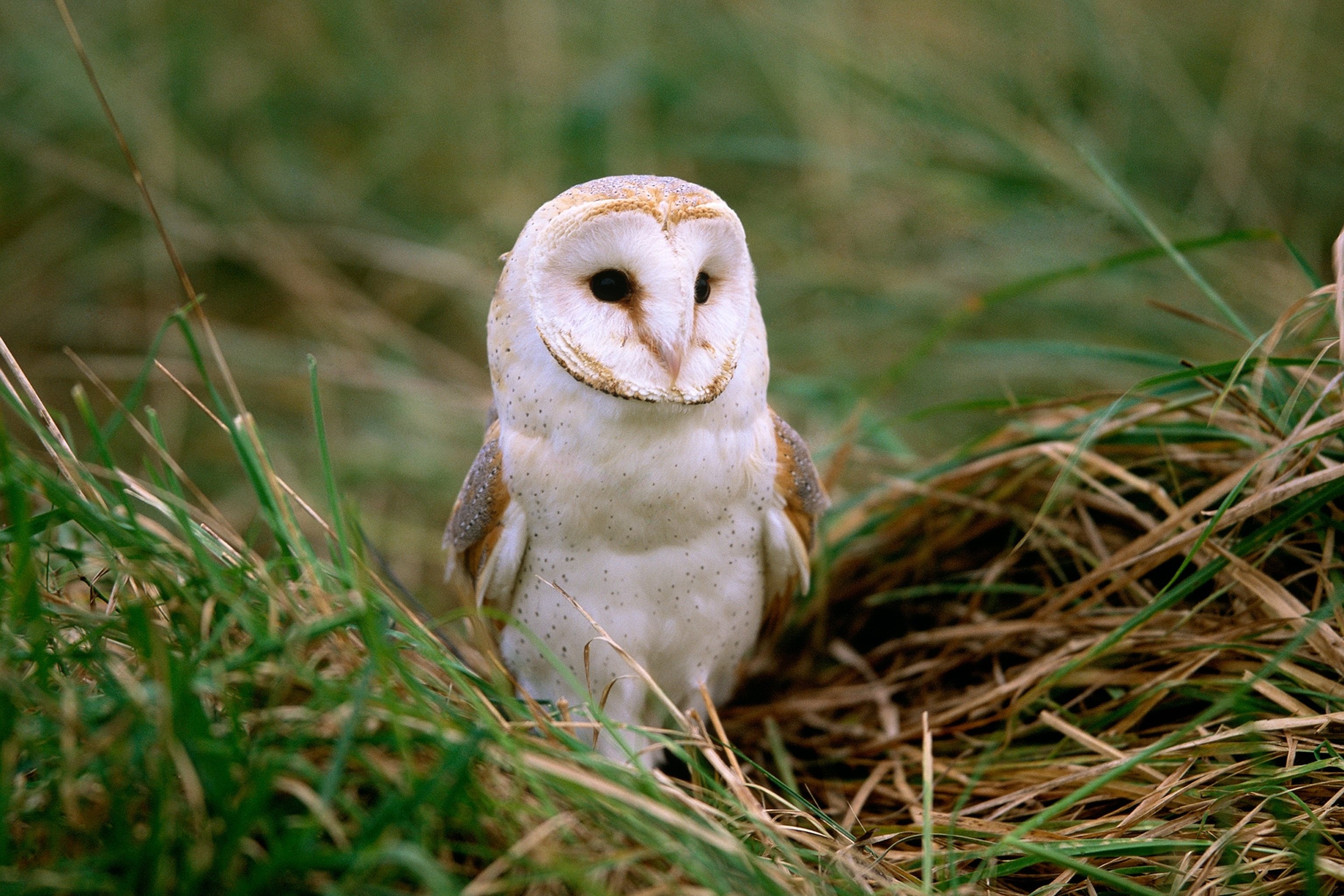 This superb owl can see with its eyes closed