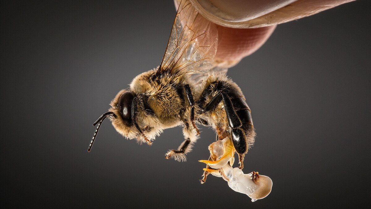 These Pesticides Could Be Birth Control For Bees