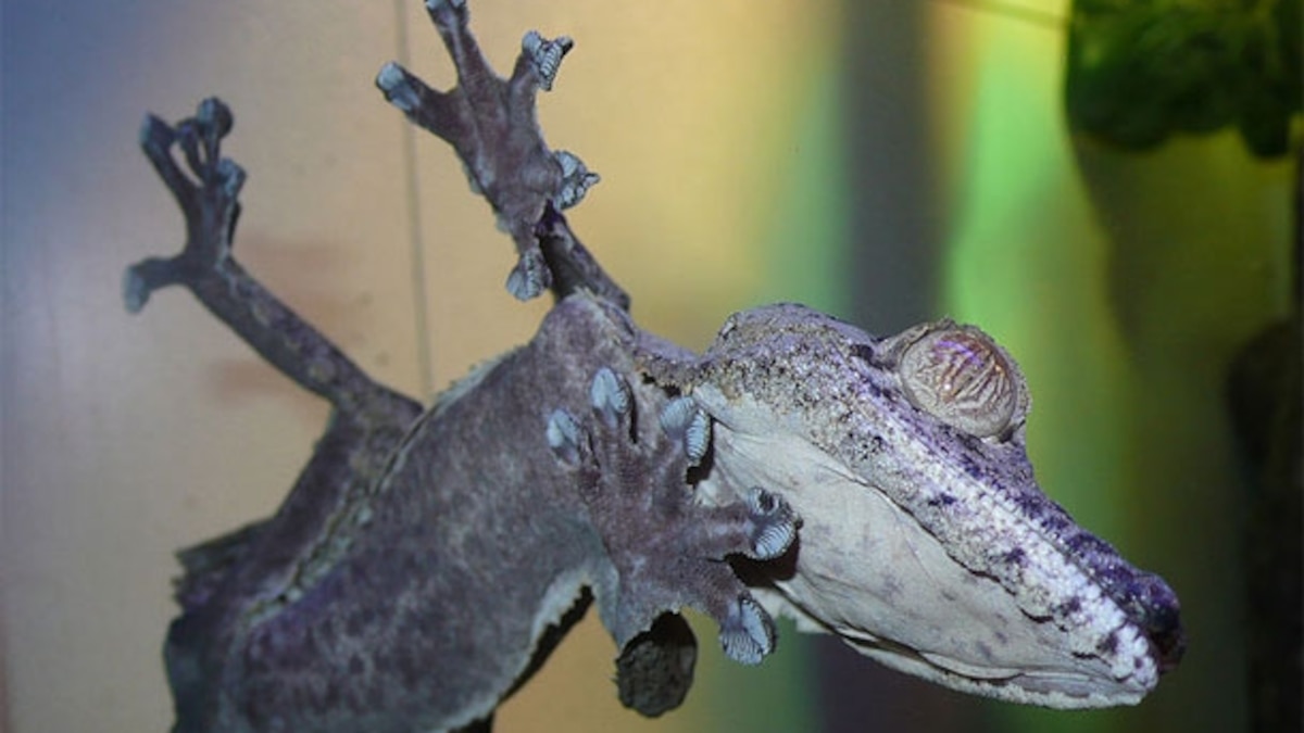 Geckos evolved sticky feet many times | National Geographic