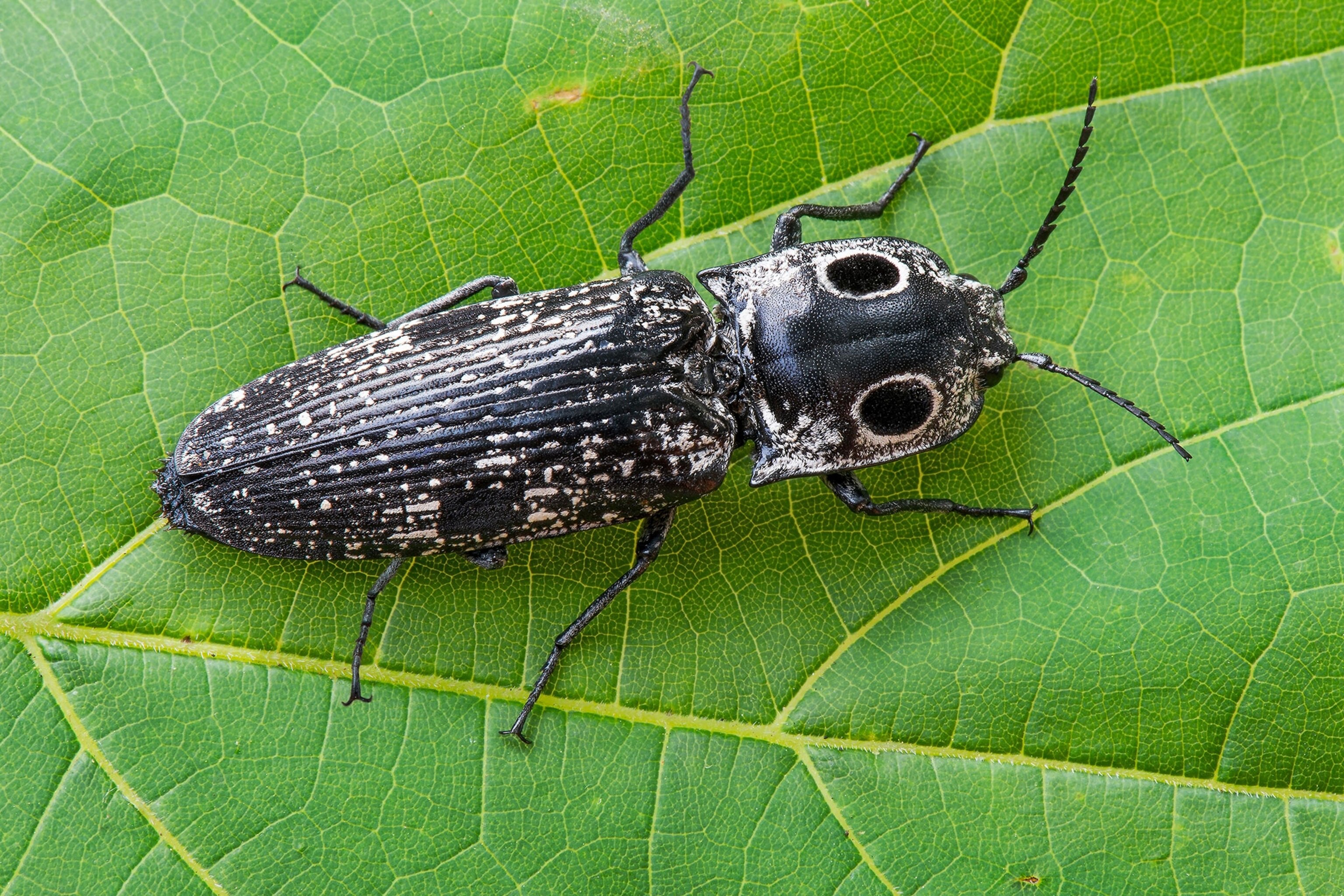 This Beetle Can Withstand 40 Times More G-Force Than a Fighter Pilot