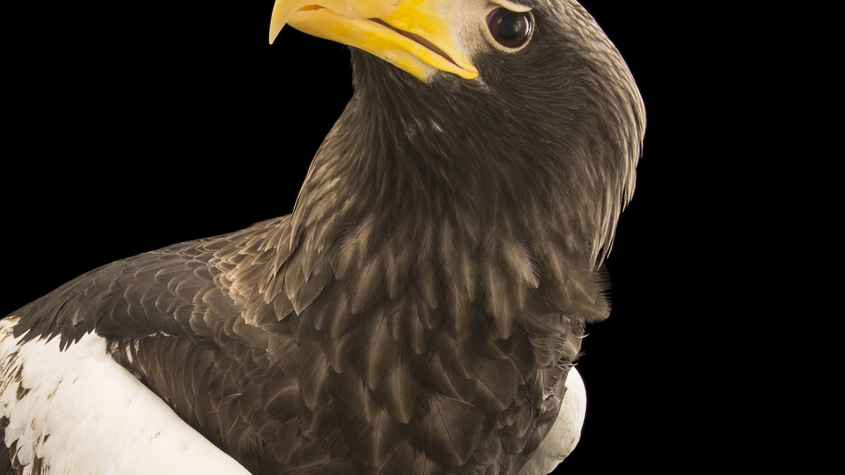 Steller's Sea Eagle | National Geographic | National Geographic