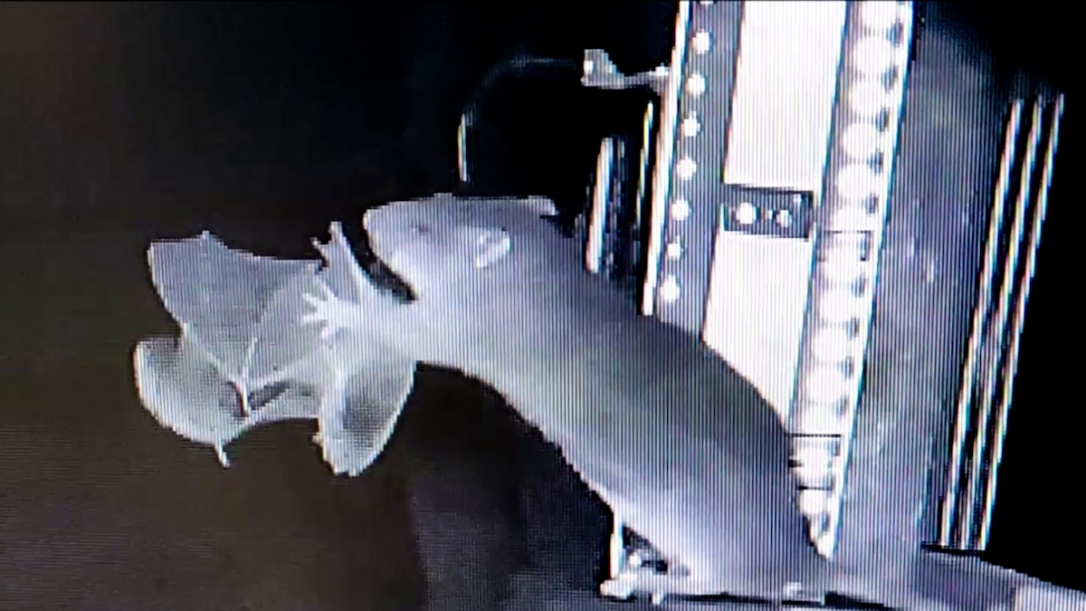 Rats wage war on bats in stunning new footage | National Geographic