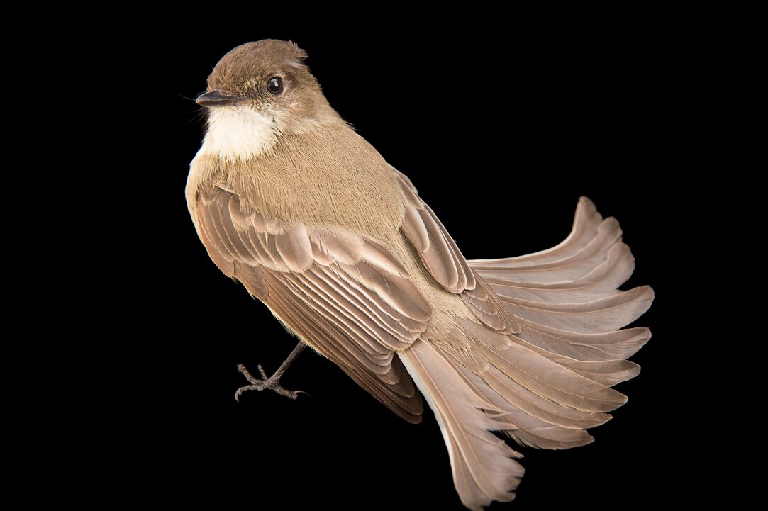 Eastern Phoebe Flying