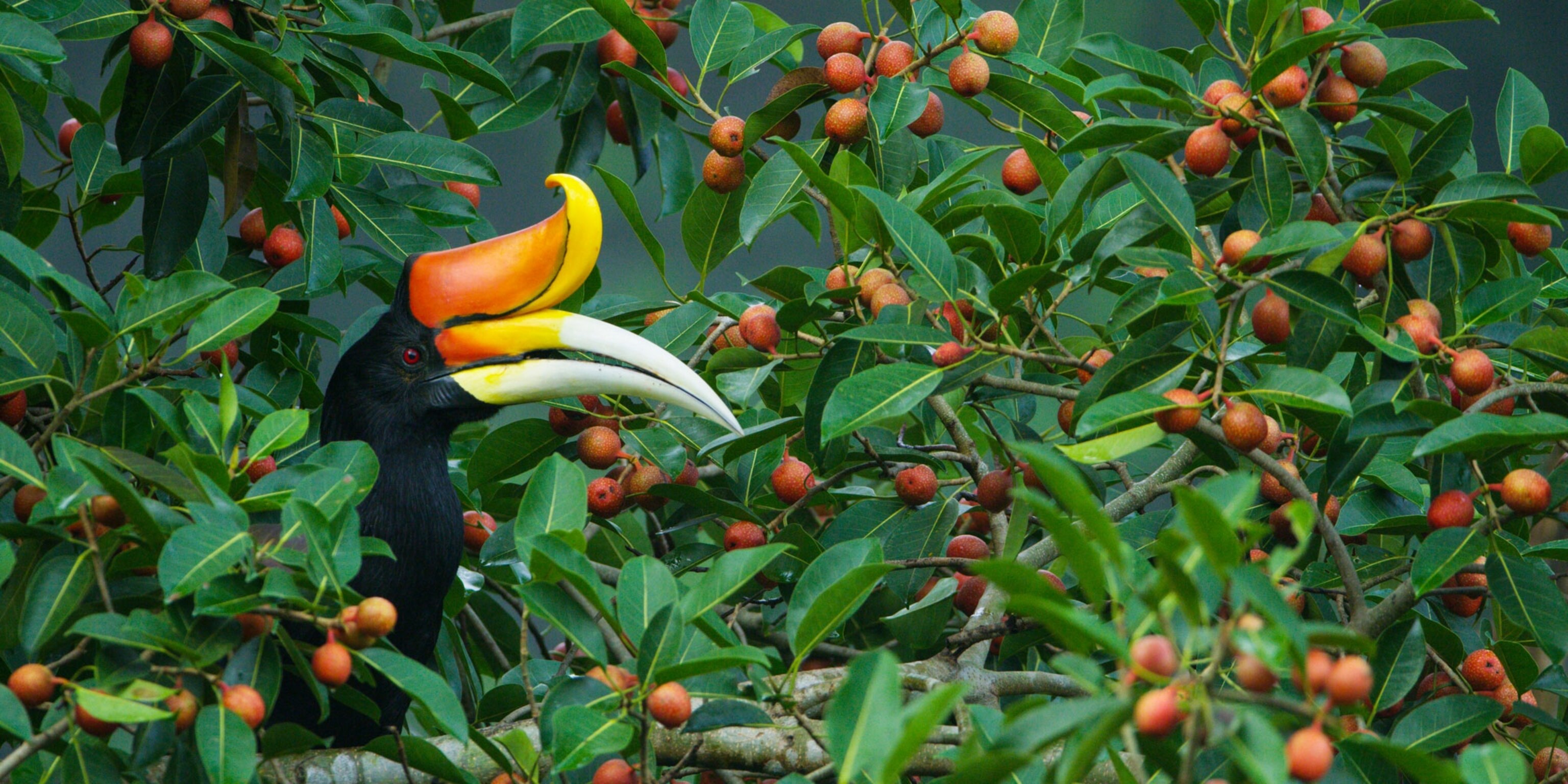 How We Photographed the Elusive Helmeted Hornbill