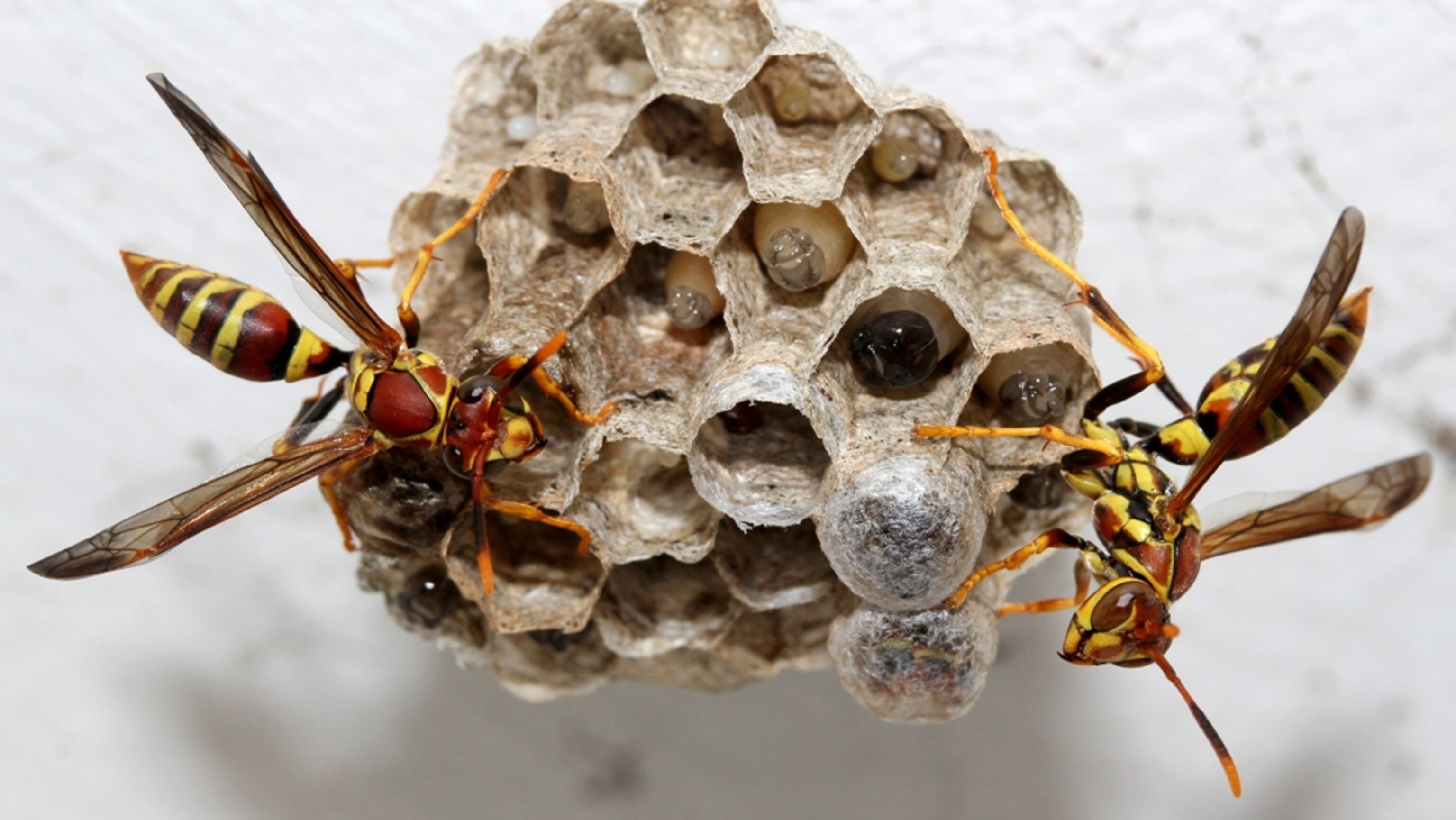The Distributed Brainpower of Social Insects
