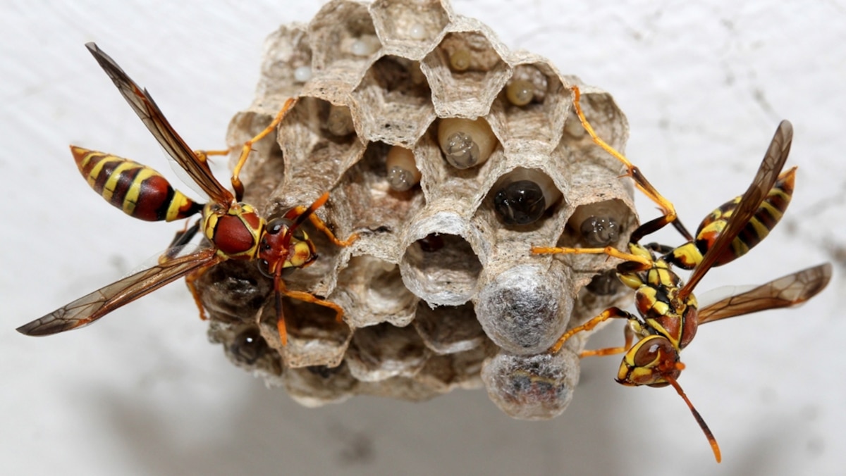 The Distributed Brainpower of Social Insects | National Geographic