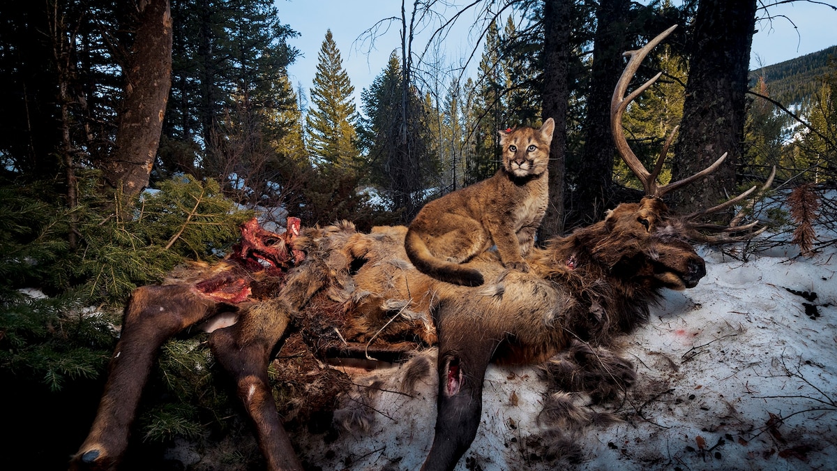 Rotting kills are surprising homes for hundreds of Yellowstone species ...