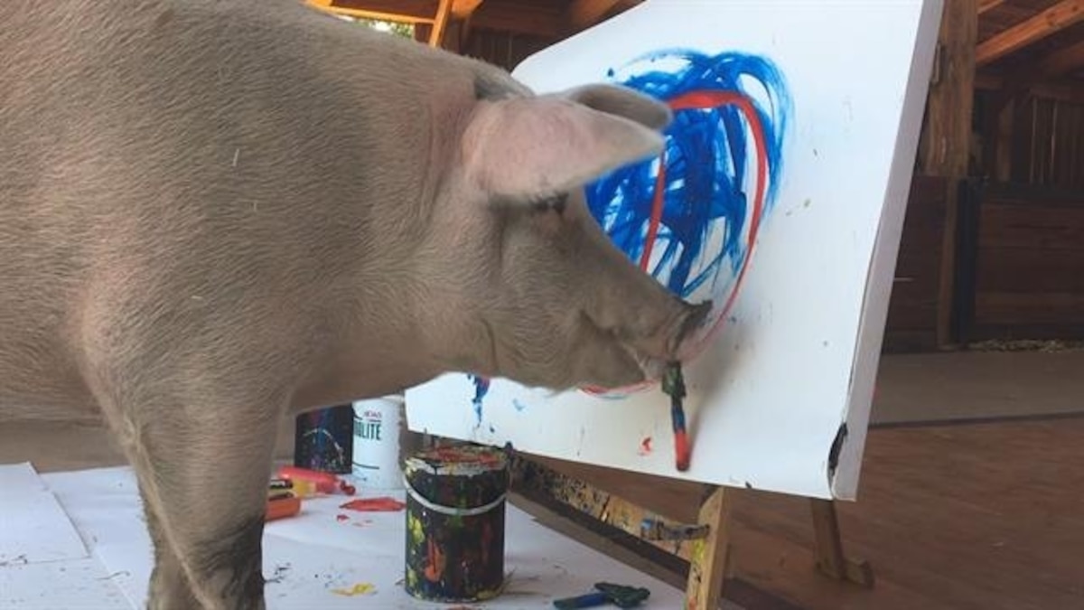 Watch Pigcasso, the Famous Painting Pig, at Work | National Geographic