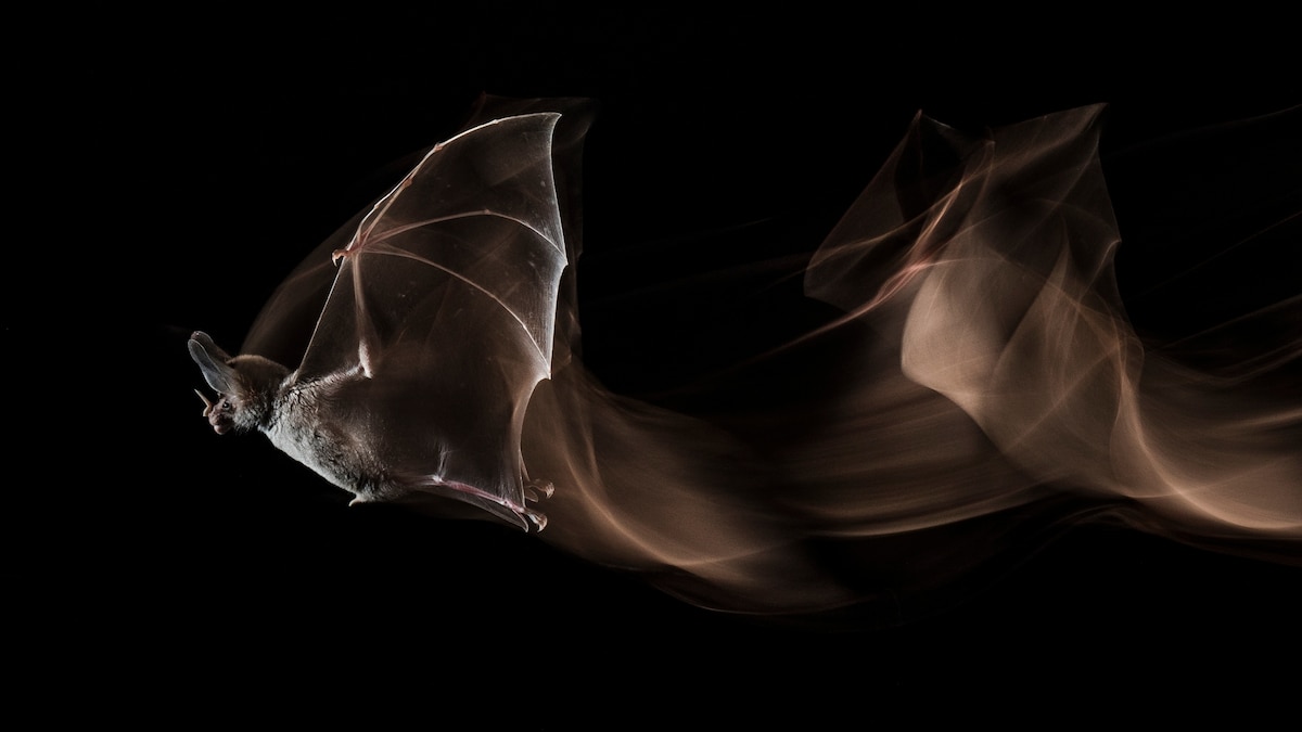A Rare Look at Mexico’s Carnivorous Bats | National Geographic
