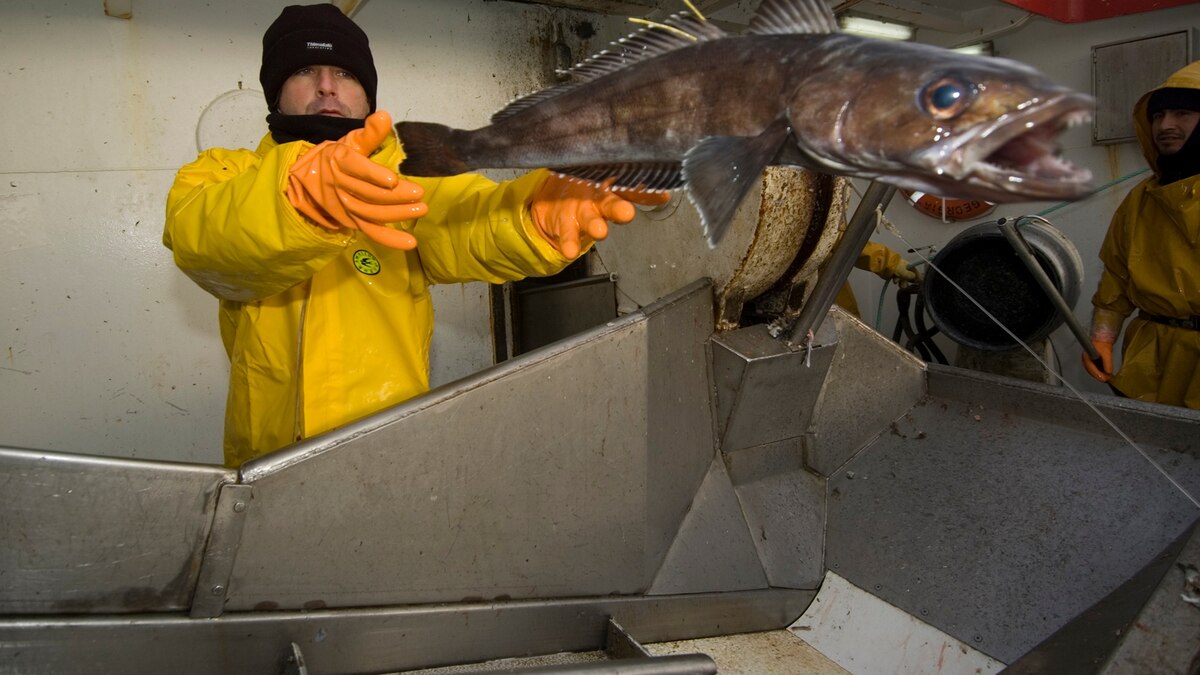 That Fish on Your Dinner Plate May Be an Endangered Species, Oceana ...