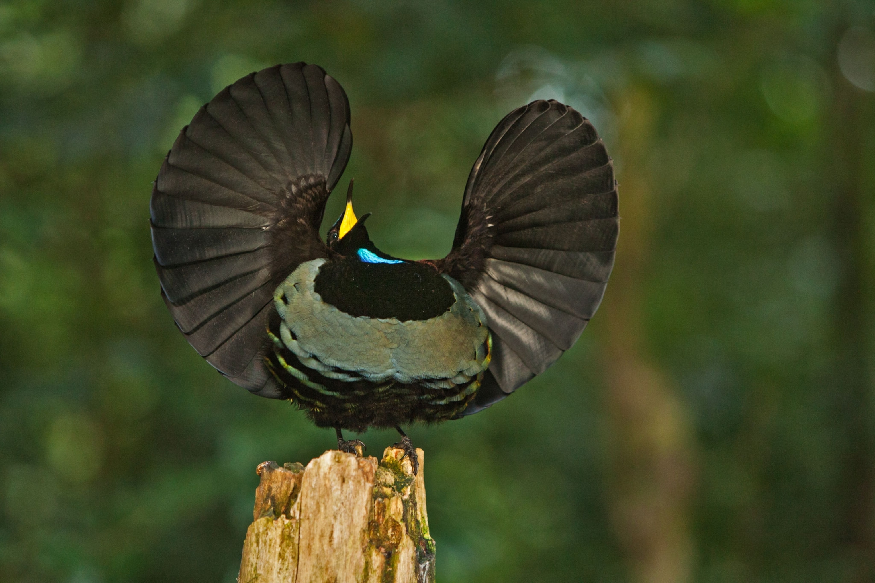 Feather Thief Broke Into Museum to Steal Rare Birds