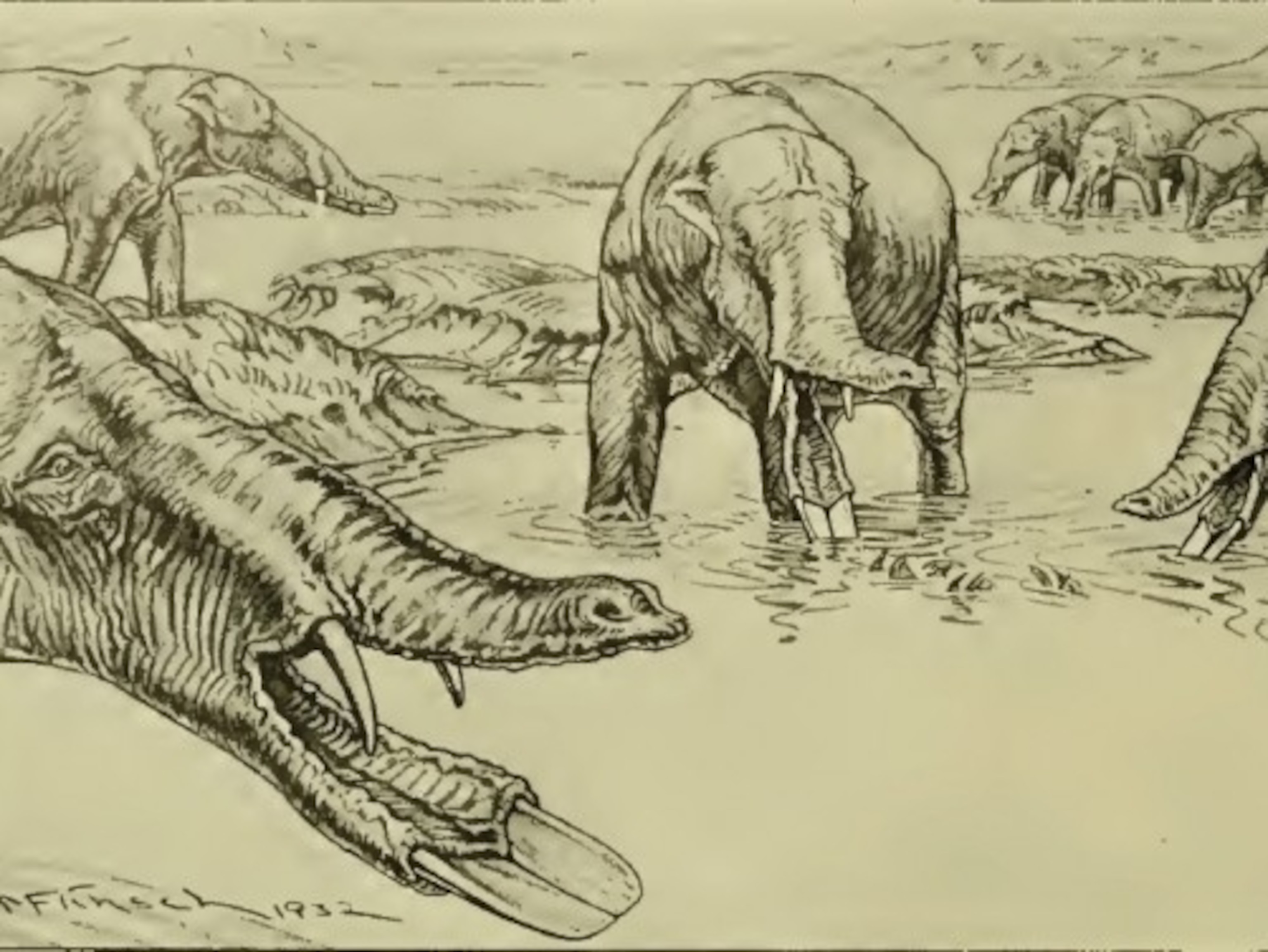 Amebelodon Skeleton