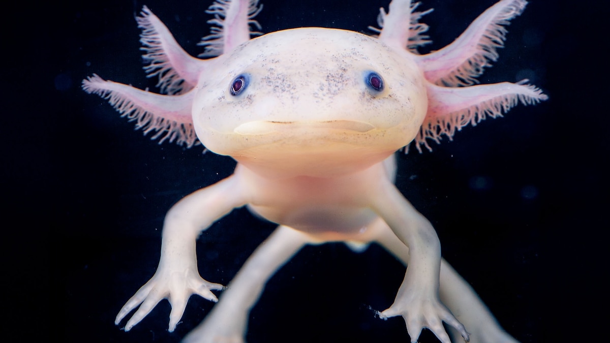 The Secret to Regrowing Limbs, and Other Breakthroughs | National ...