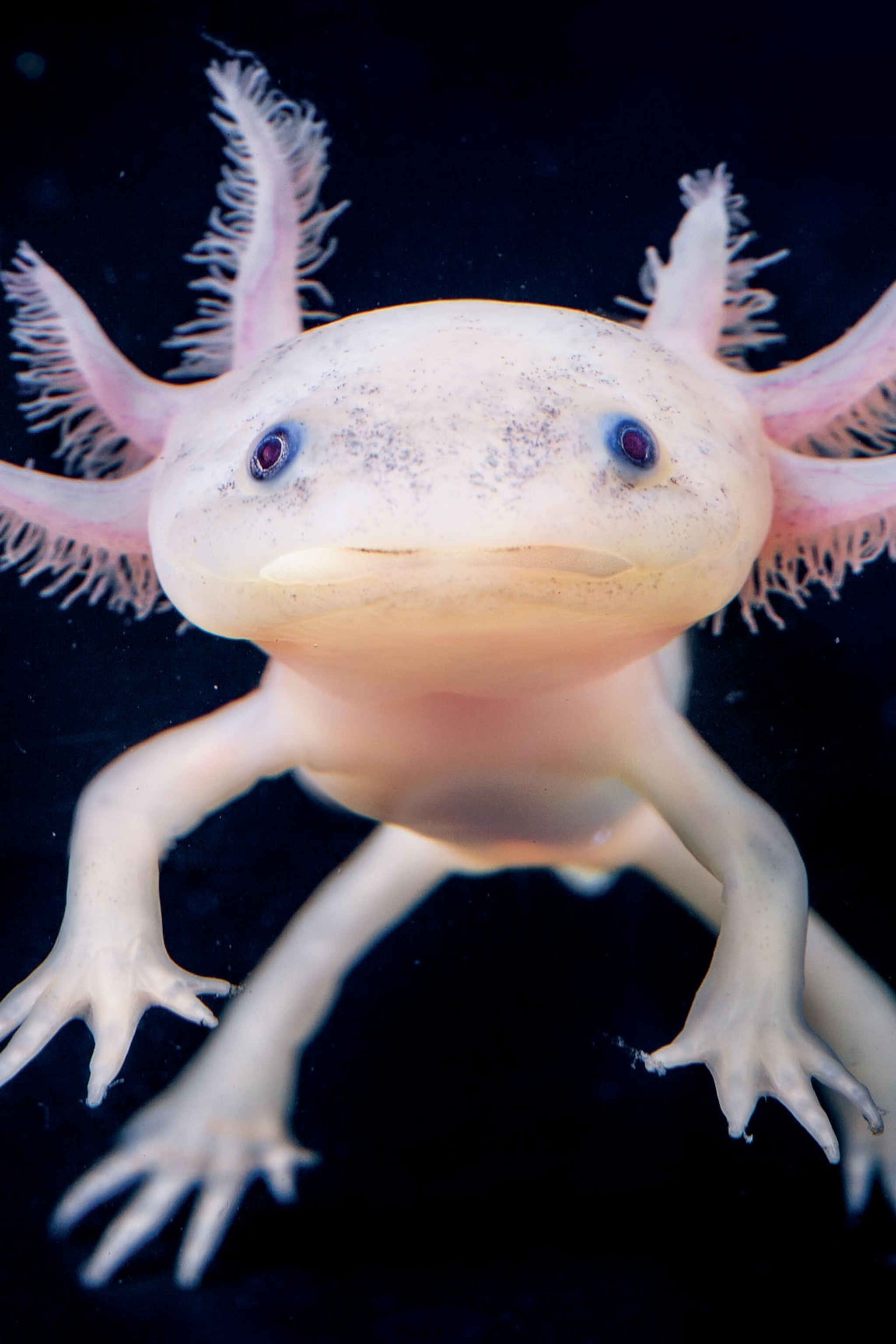 Regeneration Animals