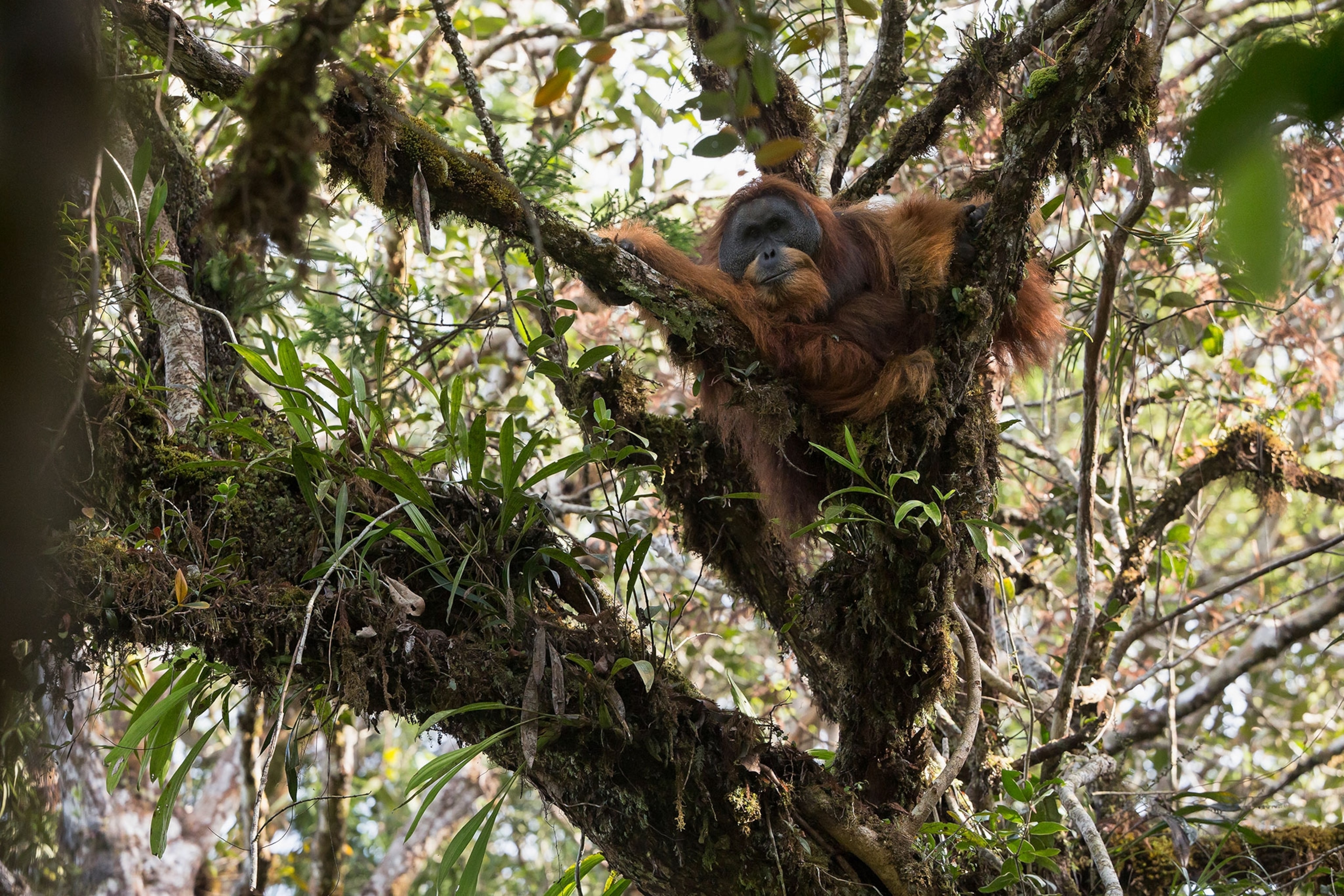 New Species of Orangutan Is Rarest Great Ape on Earth