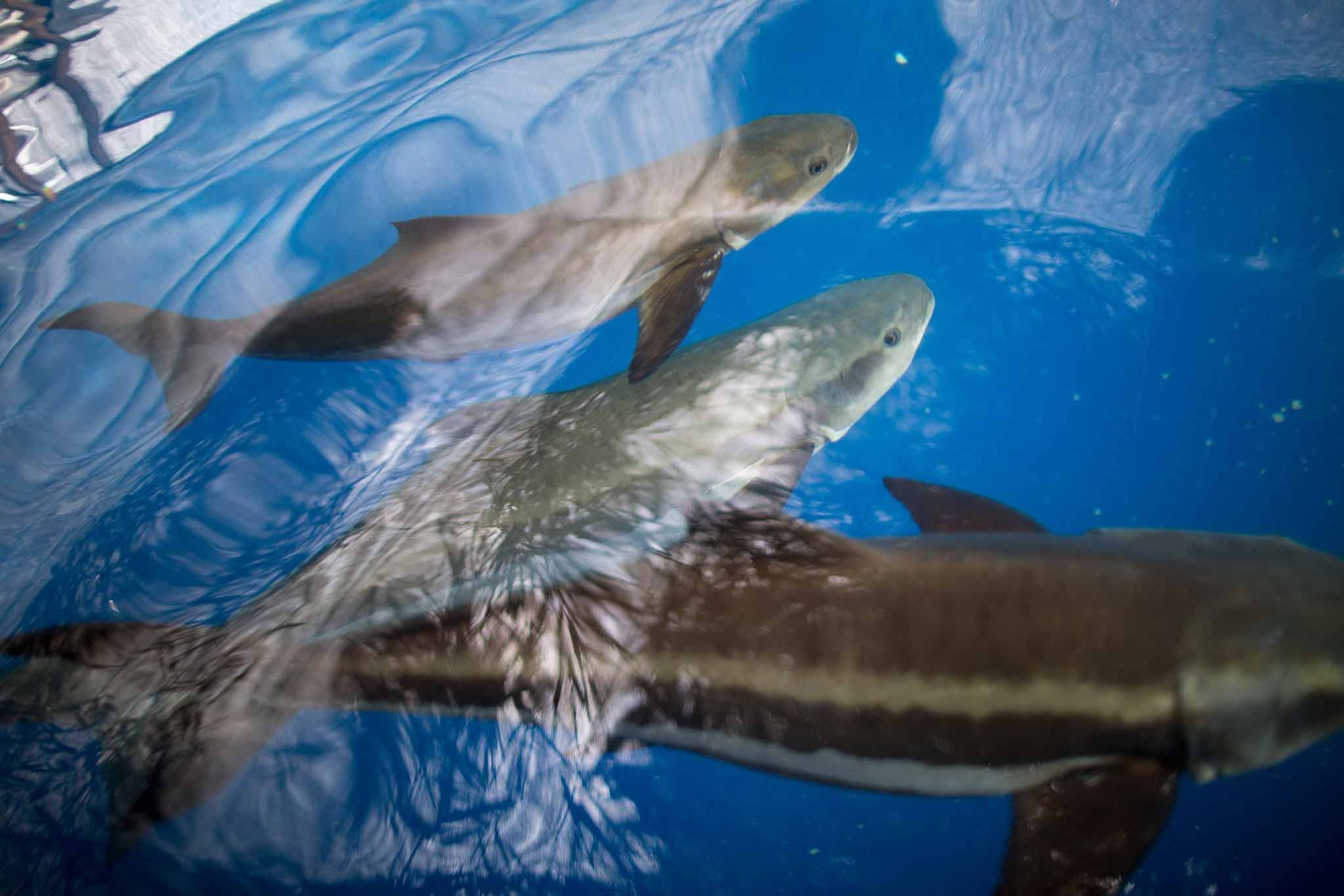 The Other Other White Meat: Farmed Fish