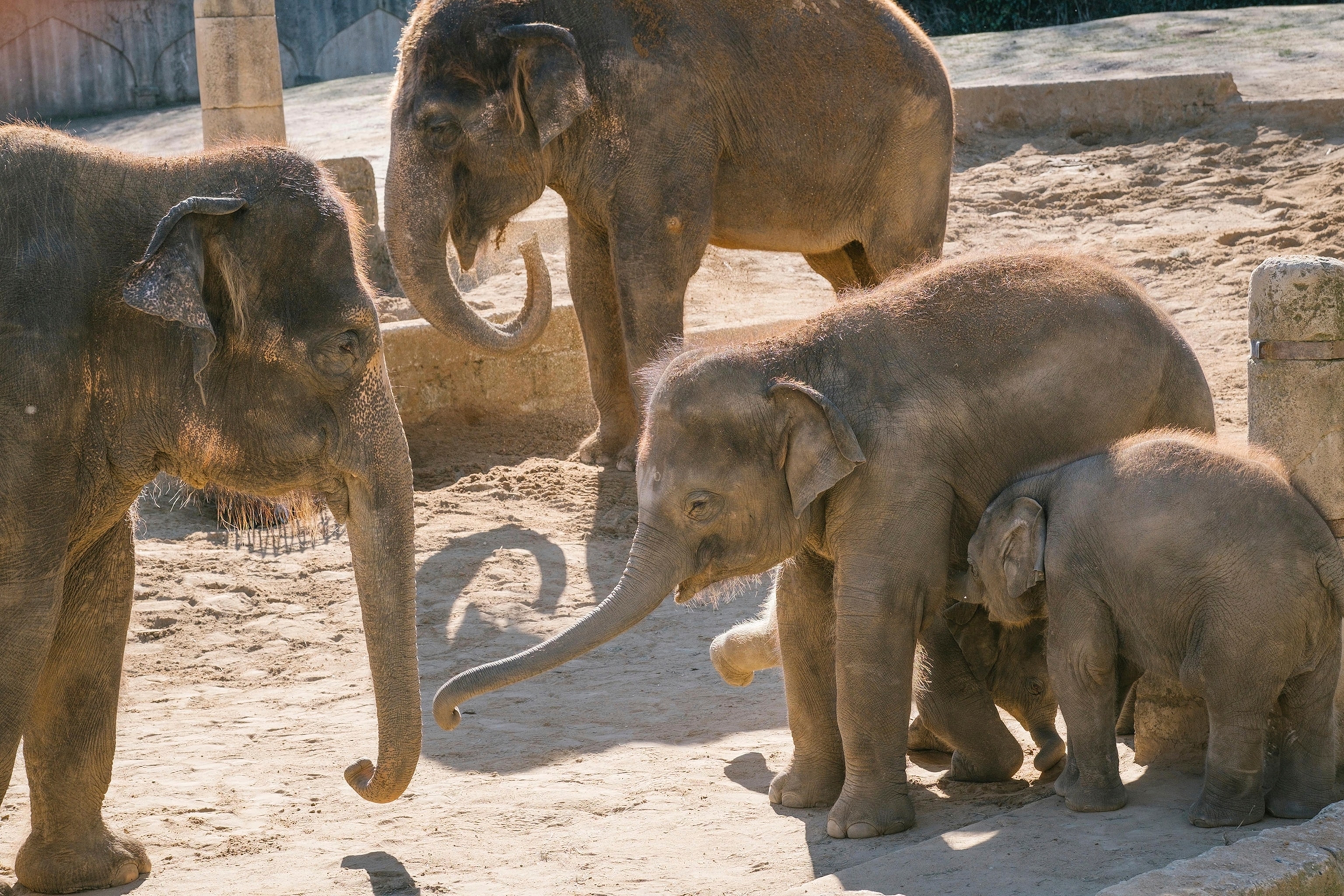 Video Shows Alleged Elephant Abuse at Germany’s Hannover Zoo | National ...