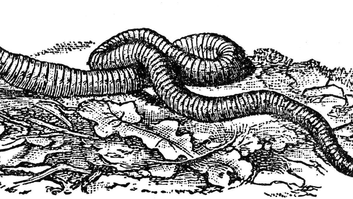 The Quantum Earthworm | National Geographic