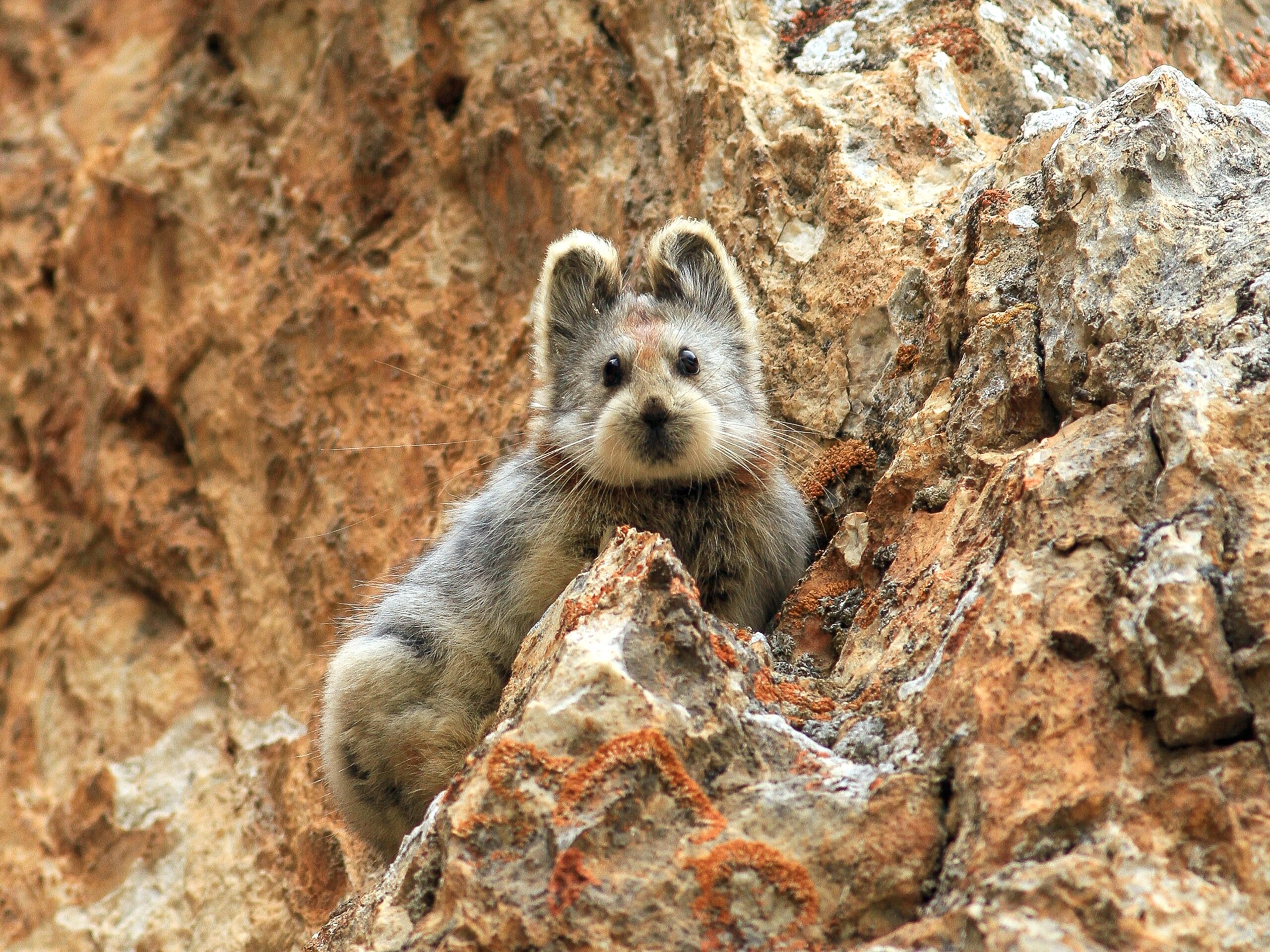 Pika Information Adorable Alpine Animal Acclimates Behavior To A
