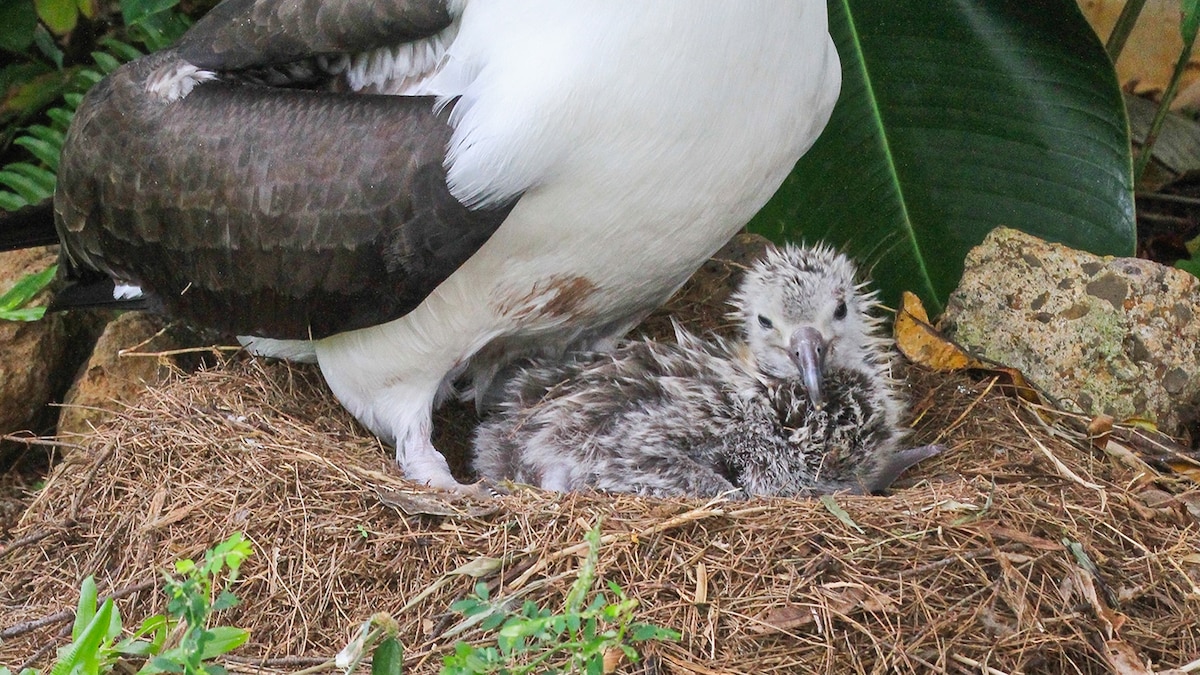 Albatross Internet Darling Takes First Flight | National Geographic