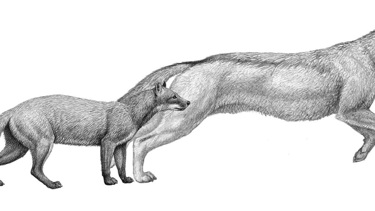 The Rise and Fall of America’s Fossil Dogs | National Geographic