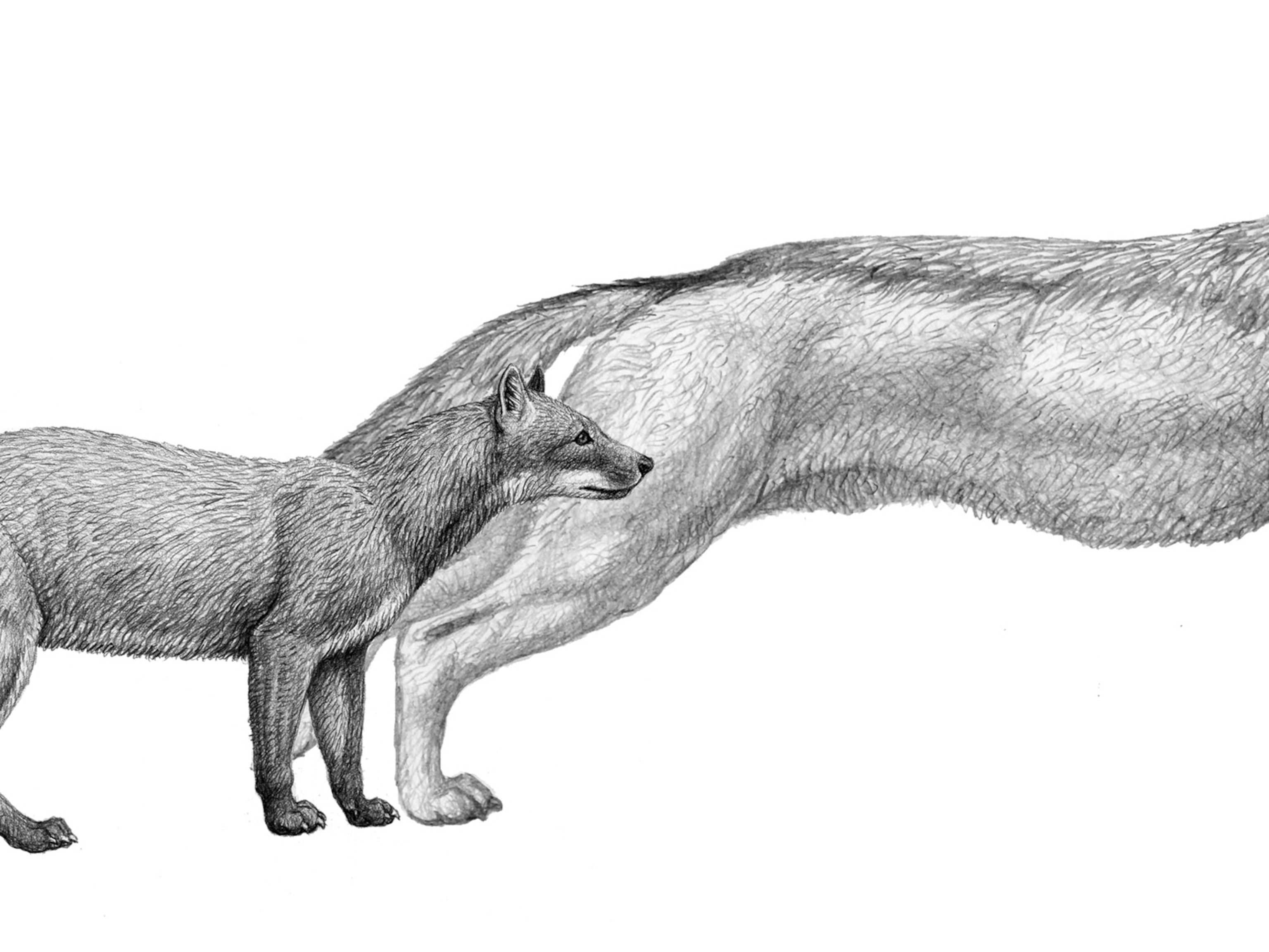 Prehistoric Dogs