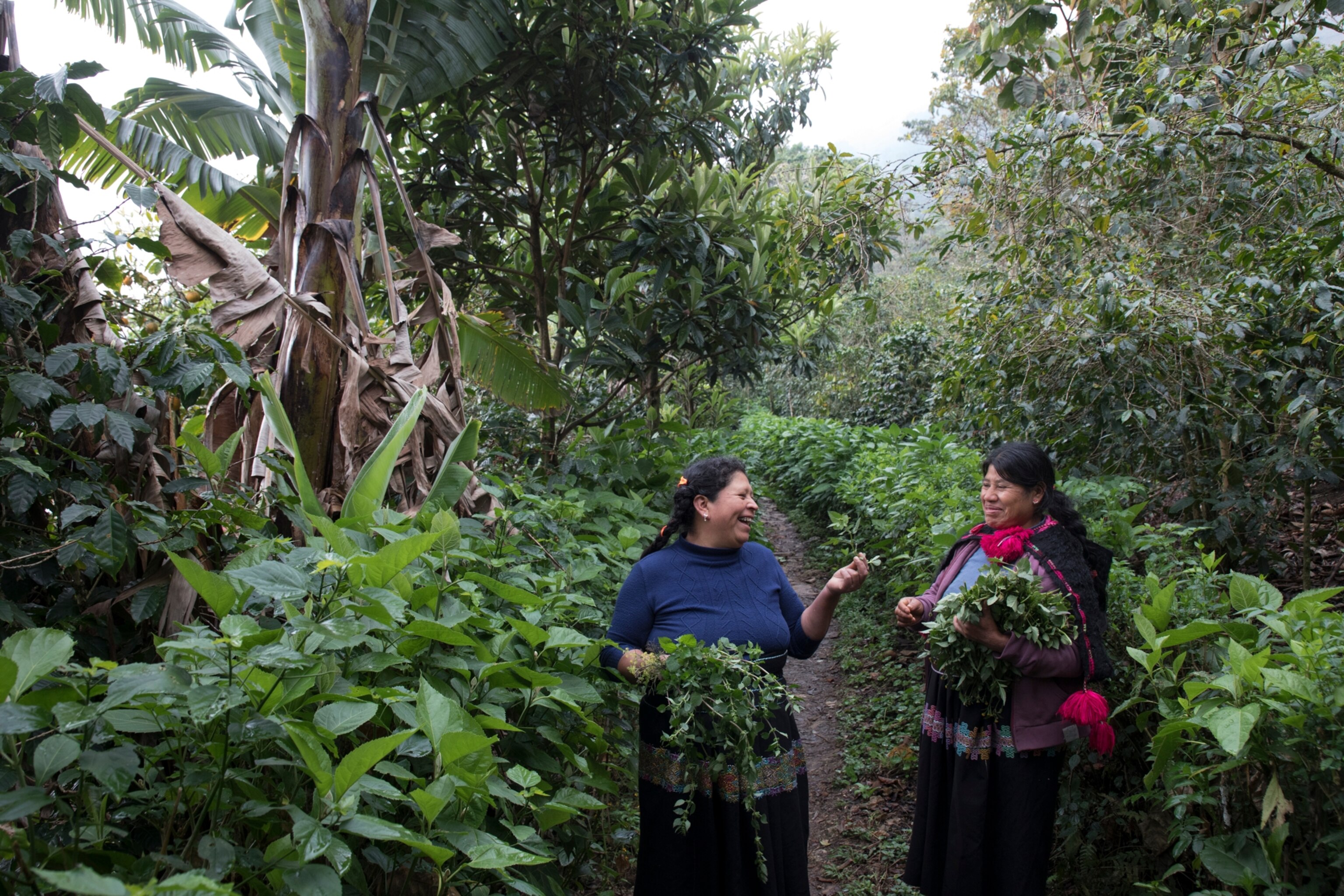 To save lives, midwives mix Mayan heritage with Western medicine