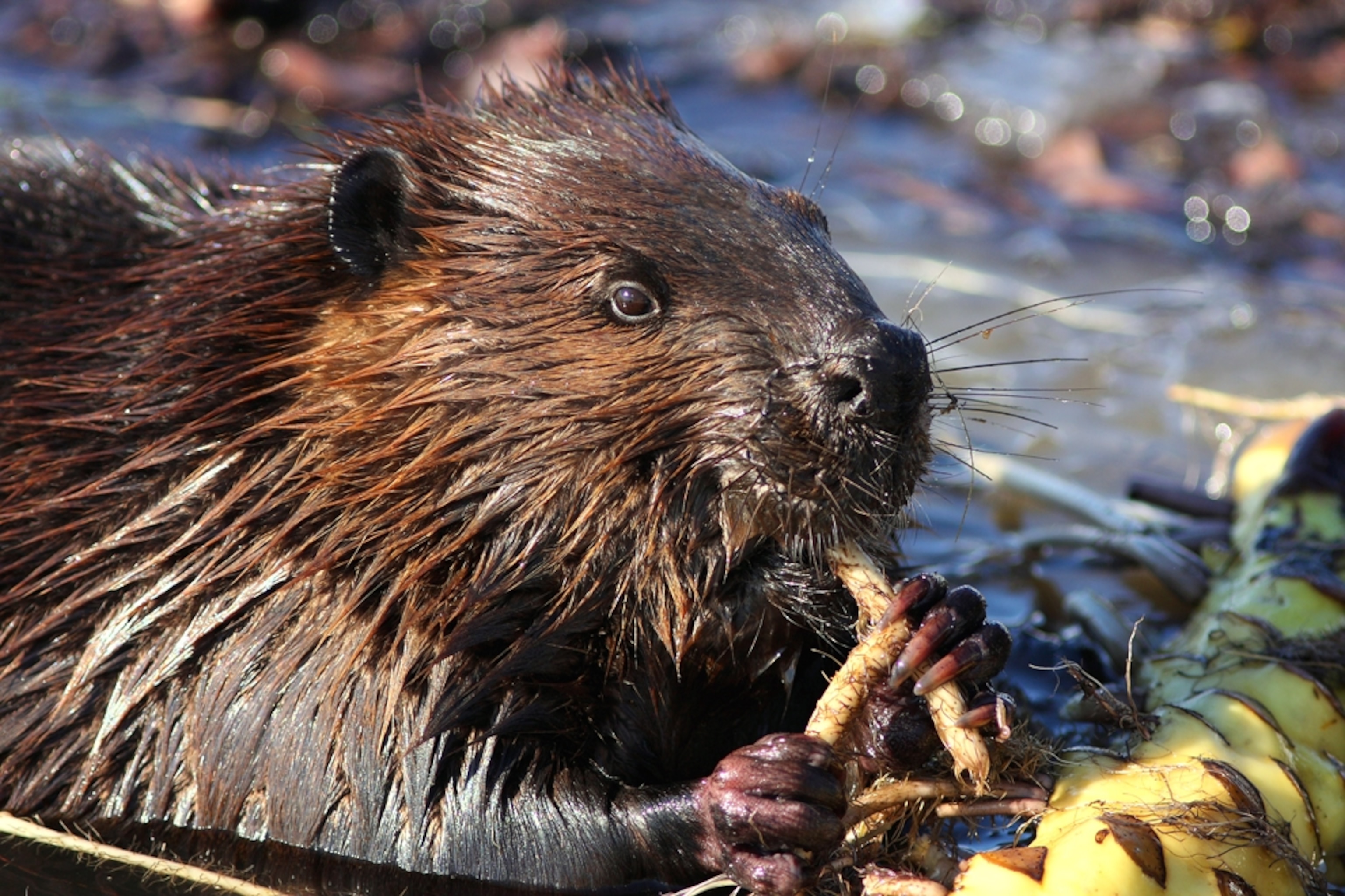 Freshwater Mammal Photos -- National Geographic