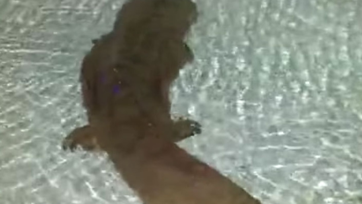 This Giant Salamander Isn't 200 Years Old, But It's Still Super Rare ...