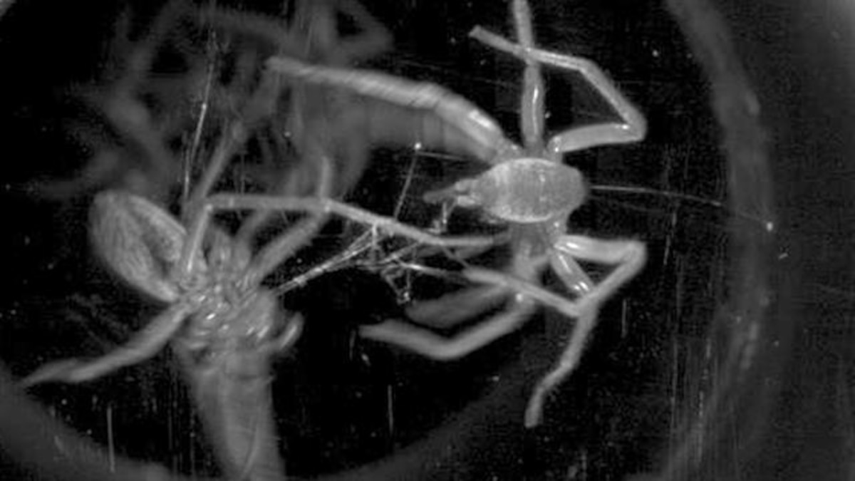 Spider Catches Prey by Shooting Webs | National Geographic