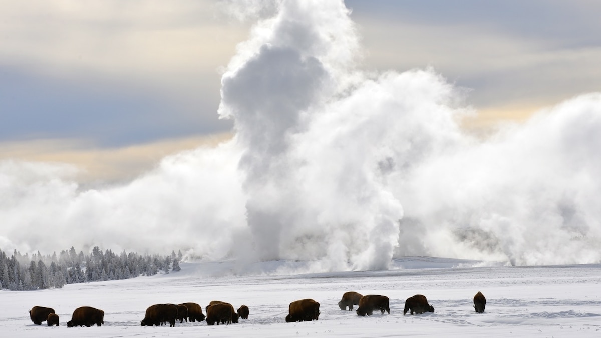 Yellowstone, Montana | National Geographic